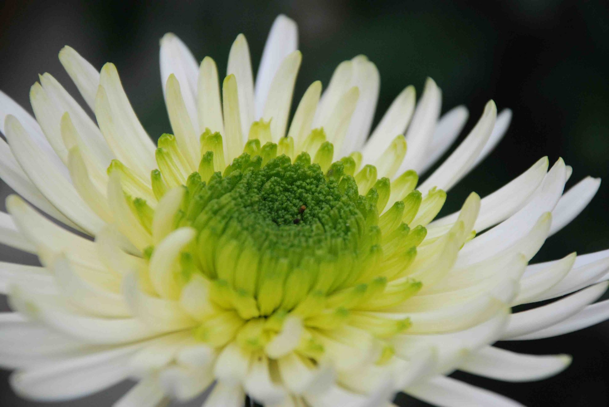 Rotovating in a tight spot – Nags Hall Gardener