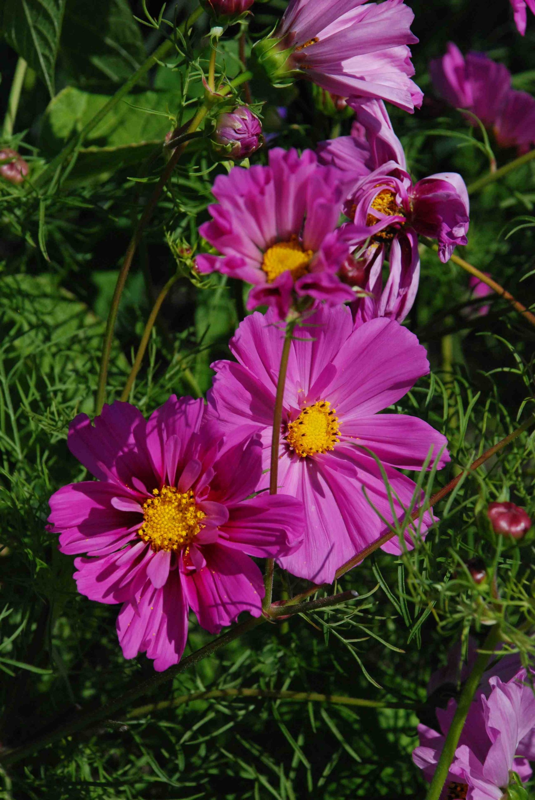 Happy Easter – Nags Hall Gardener