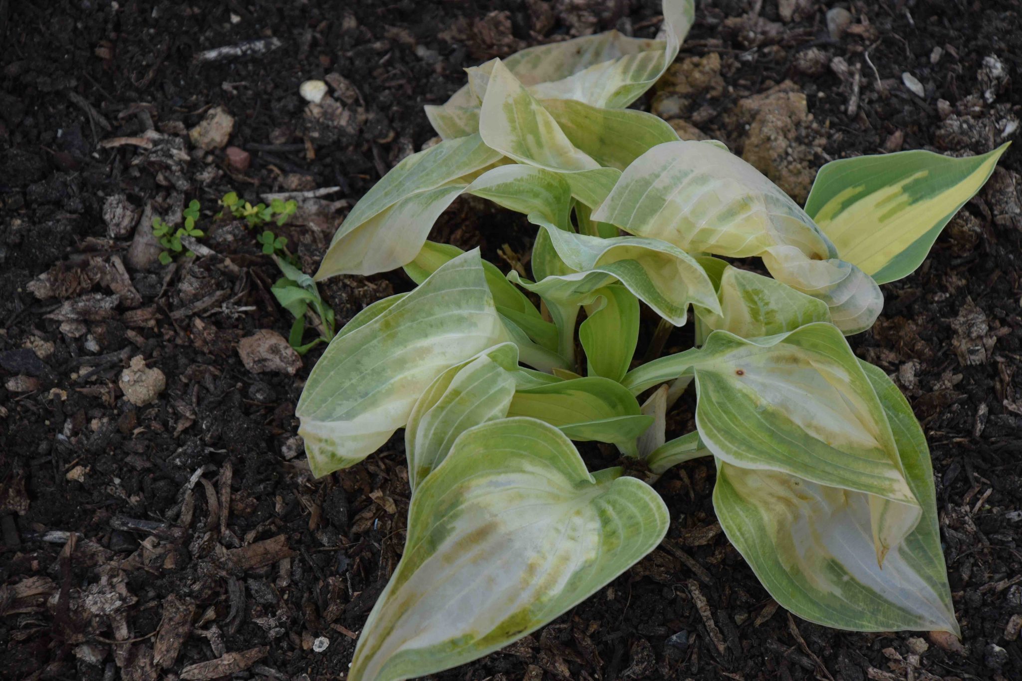 The trouble with hostas – Nags Hall Gardener