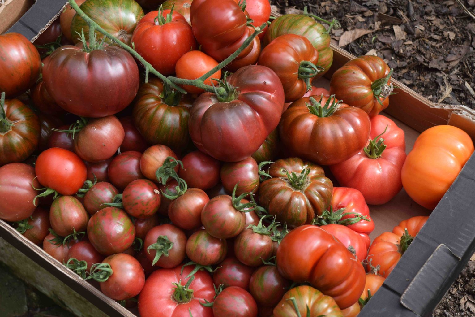 Terrific tomatoes – Nags Hall Gardener
