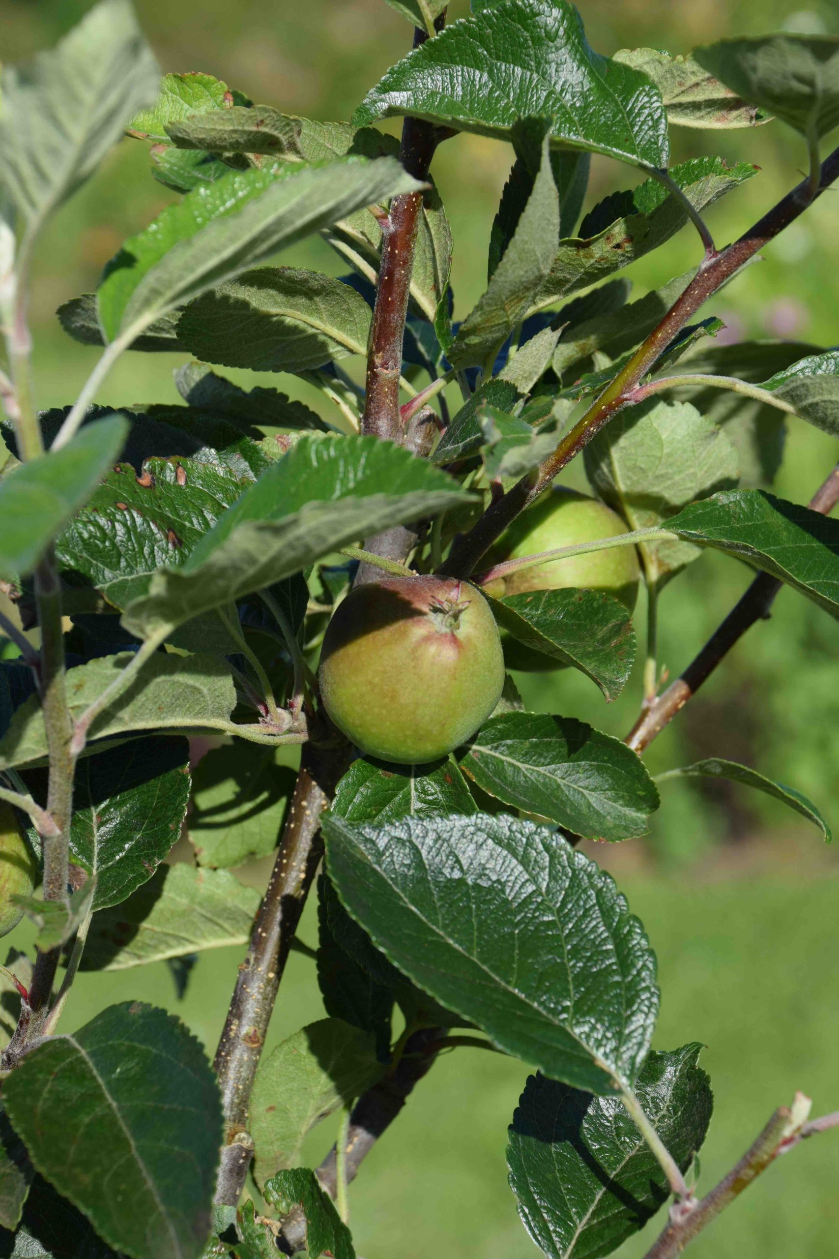 Apples and antirrhinums – Nags Hall Gardener