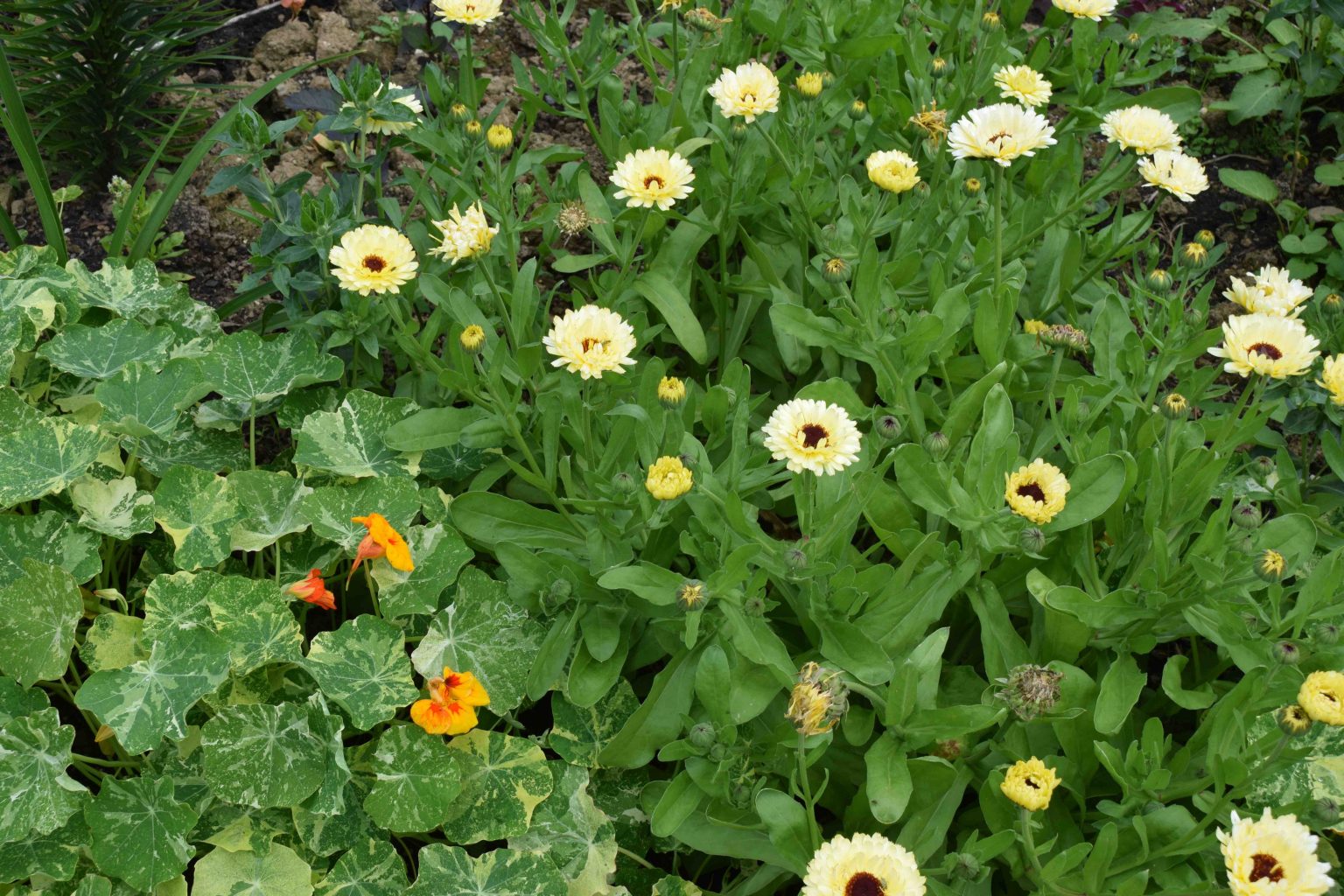 Summer days with annuals – Nags Hall Gardener