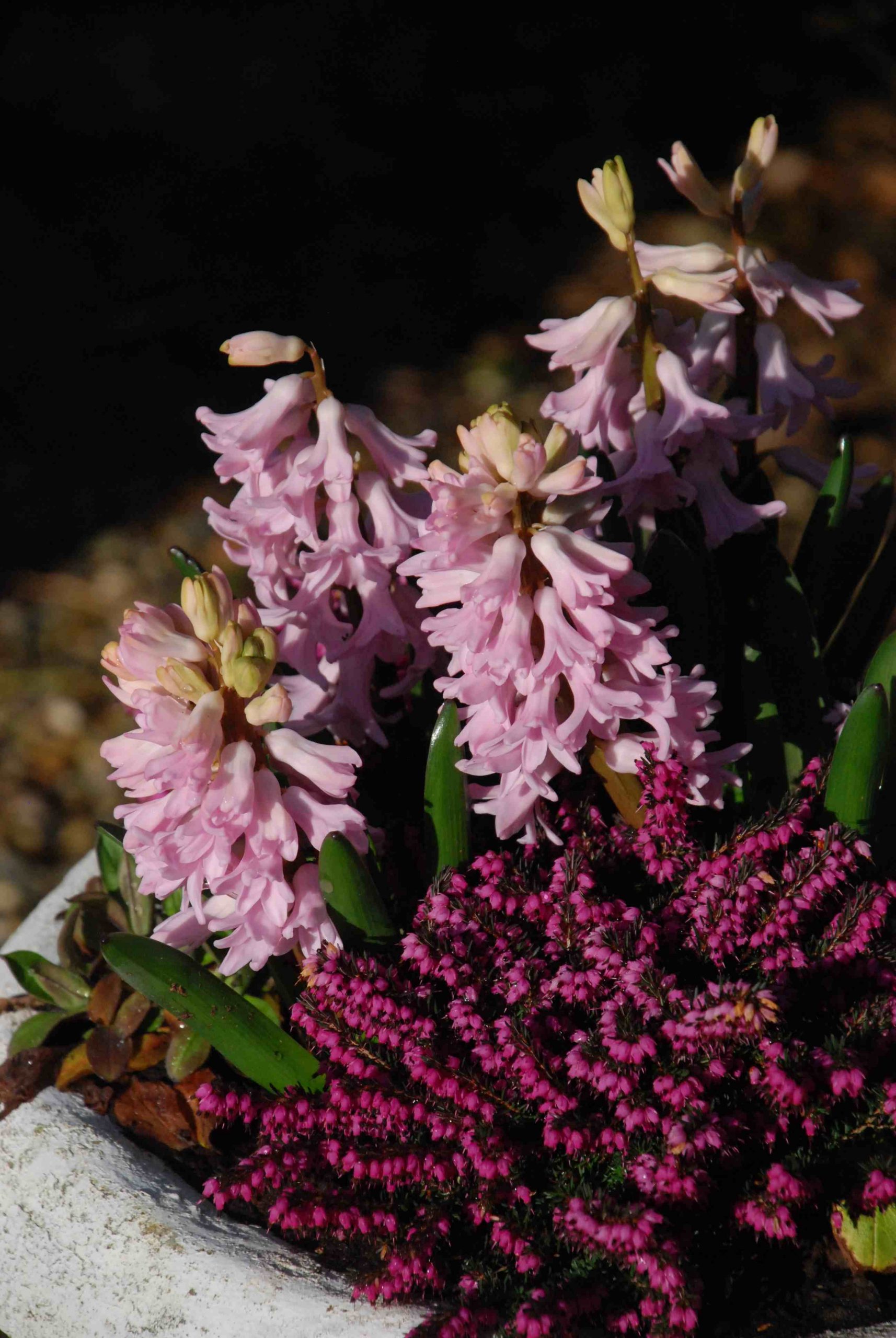 Time to think about spring – Nags Hall Gardener