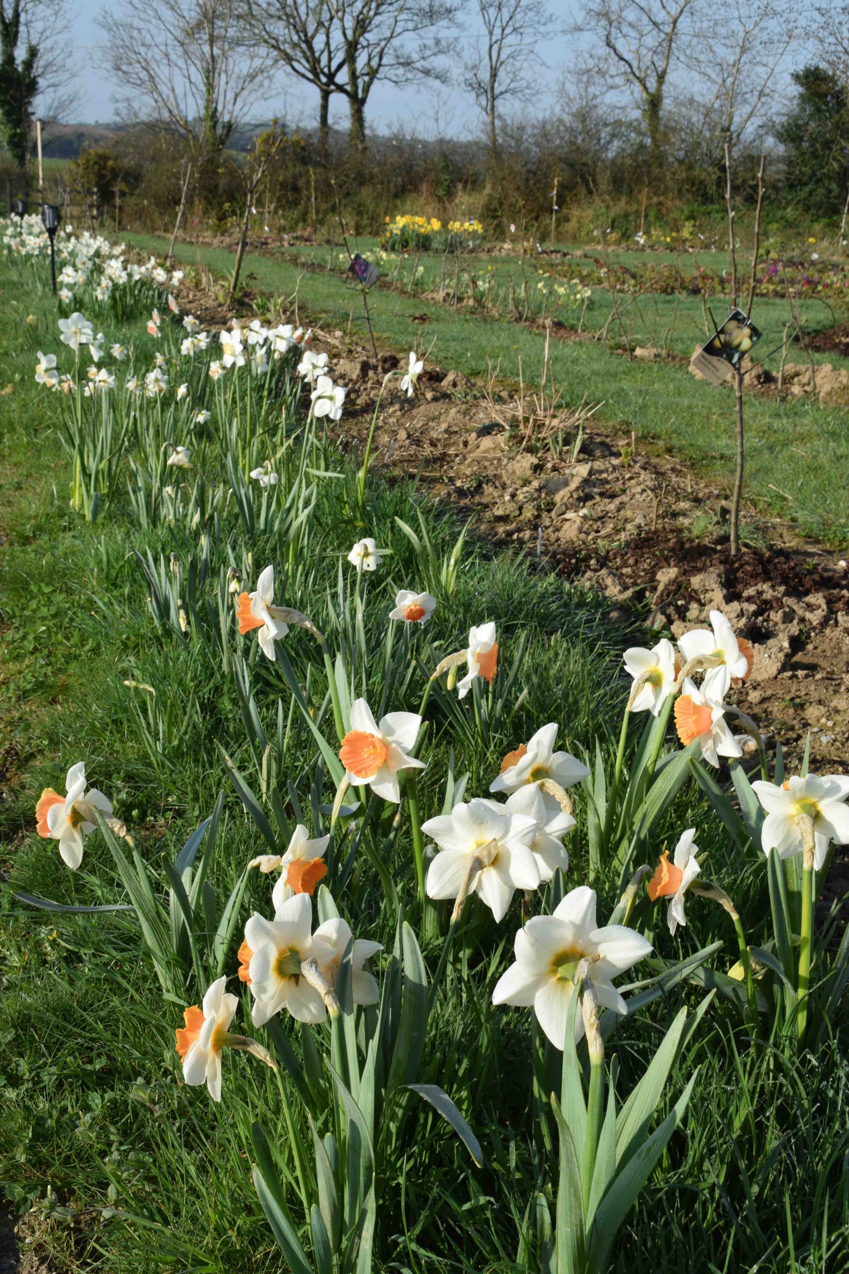 Planting daffs in grass – Nags Hall Gardener