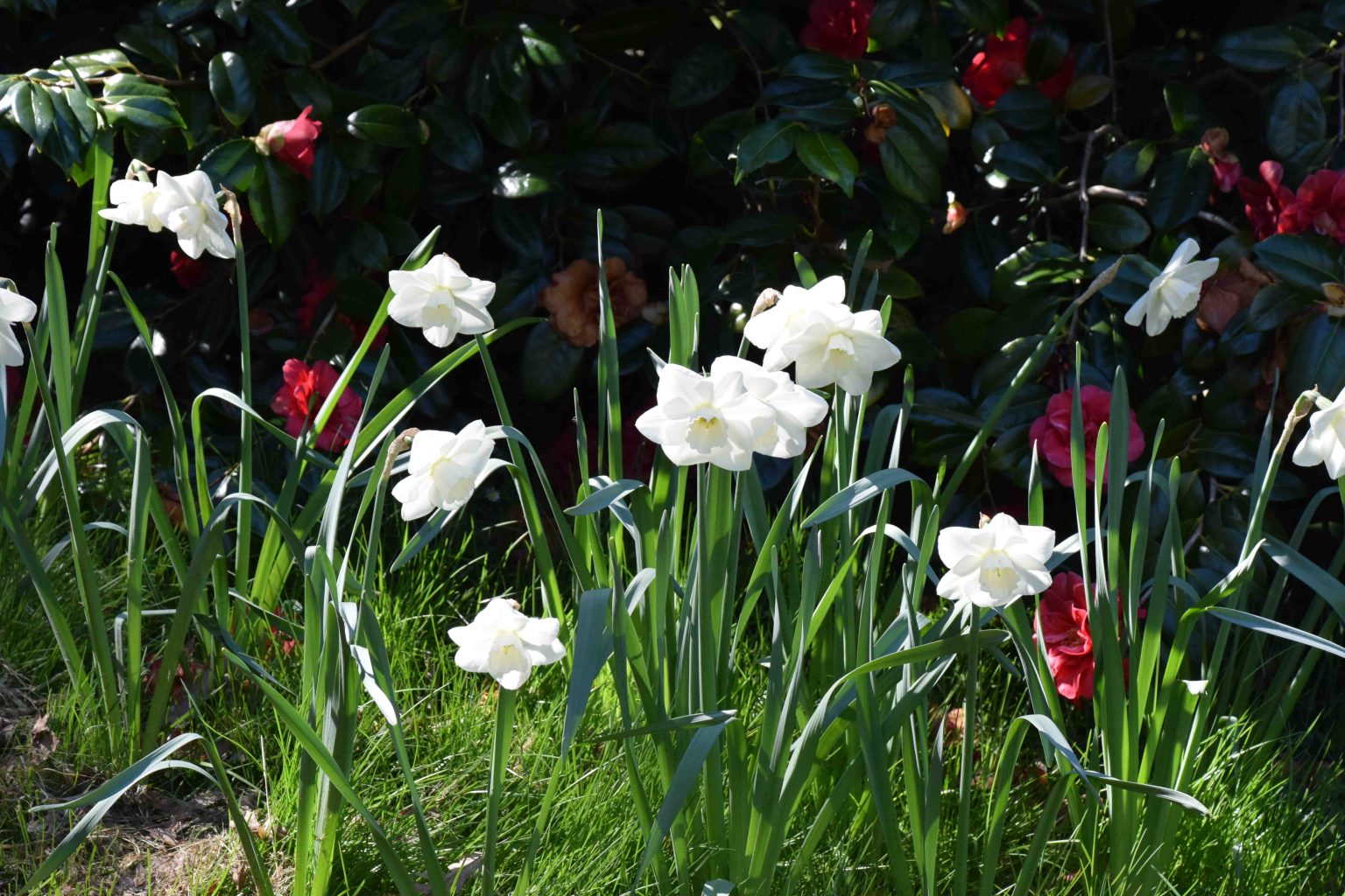 Planting daffs in grass – Nags Hall Gardener