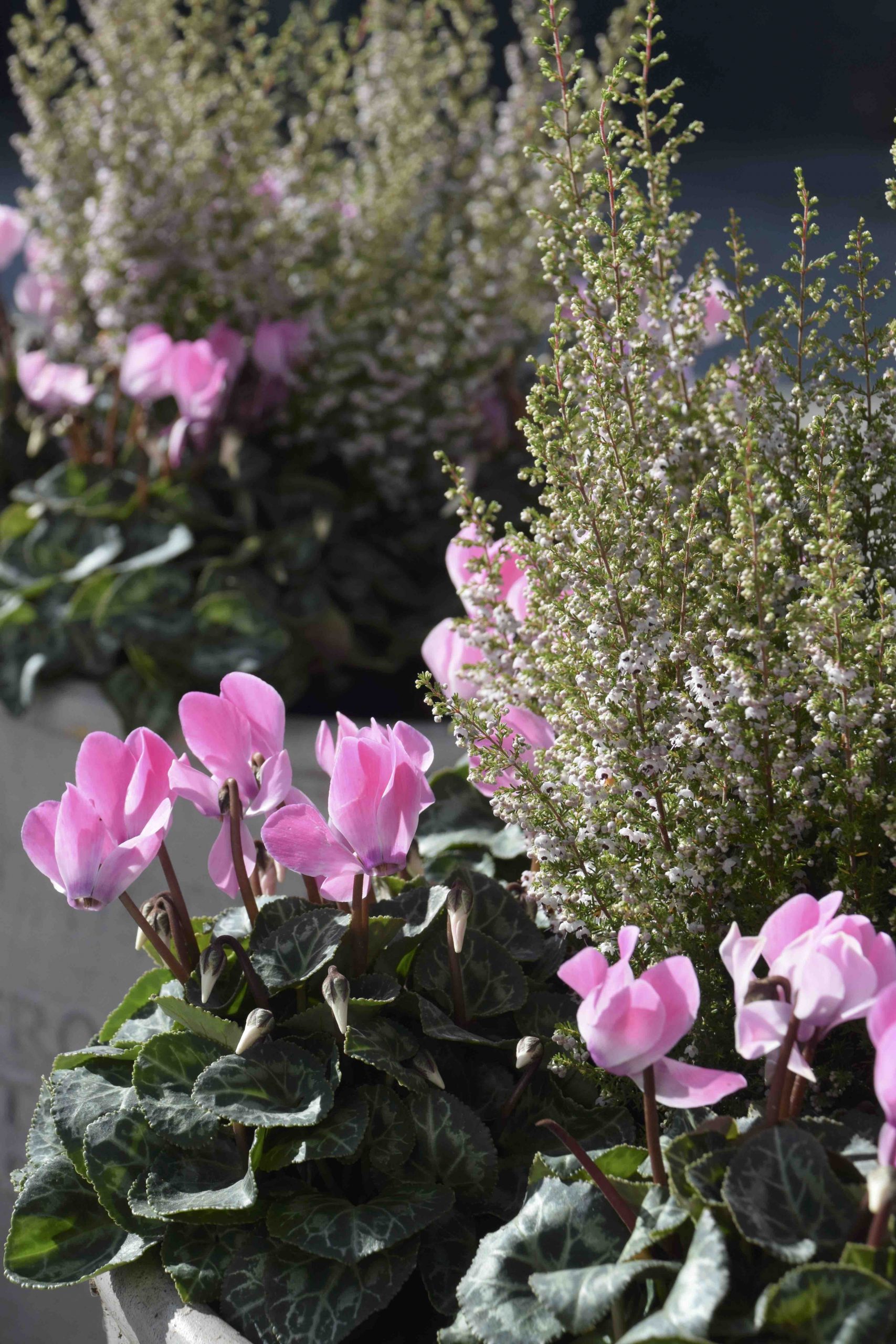 A star of the season – Nags Hall Gardener