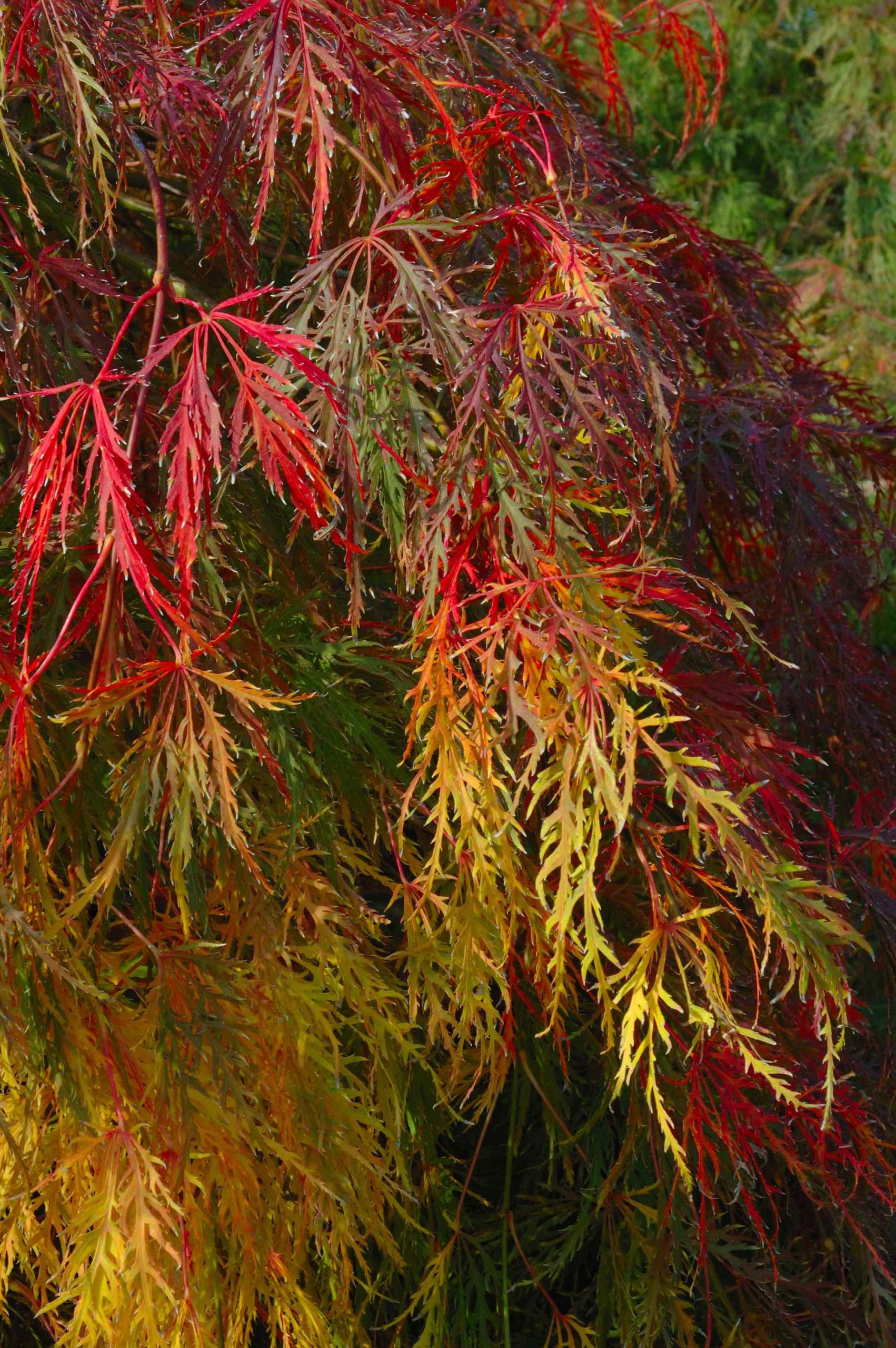 Autumn – made for maples – Nags Hall Gardener