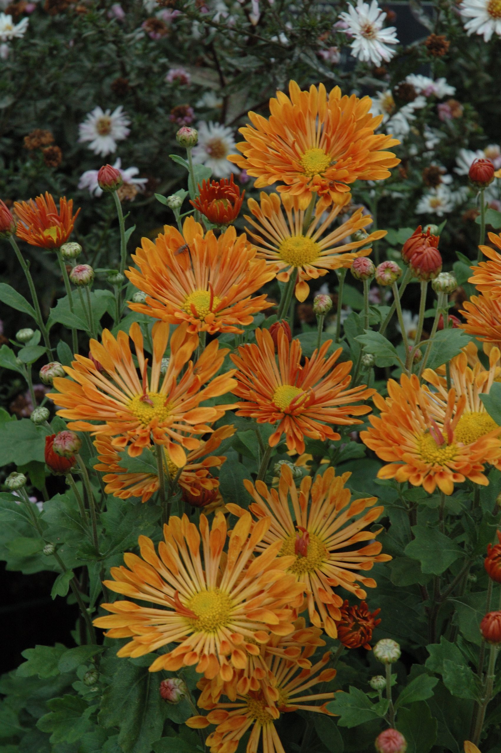 The season for chrysanthemums – Nags Hall Gardener