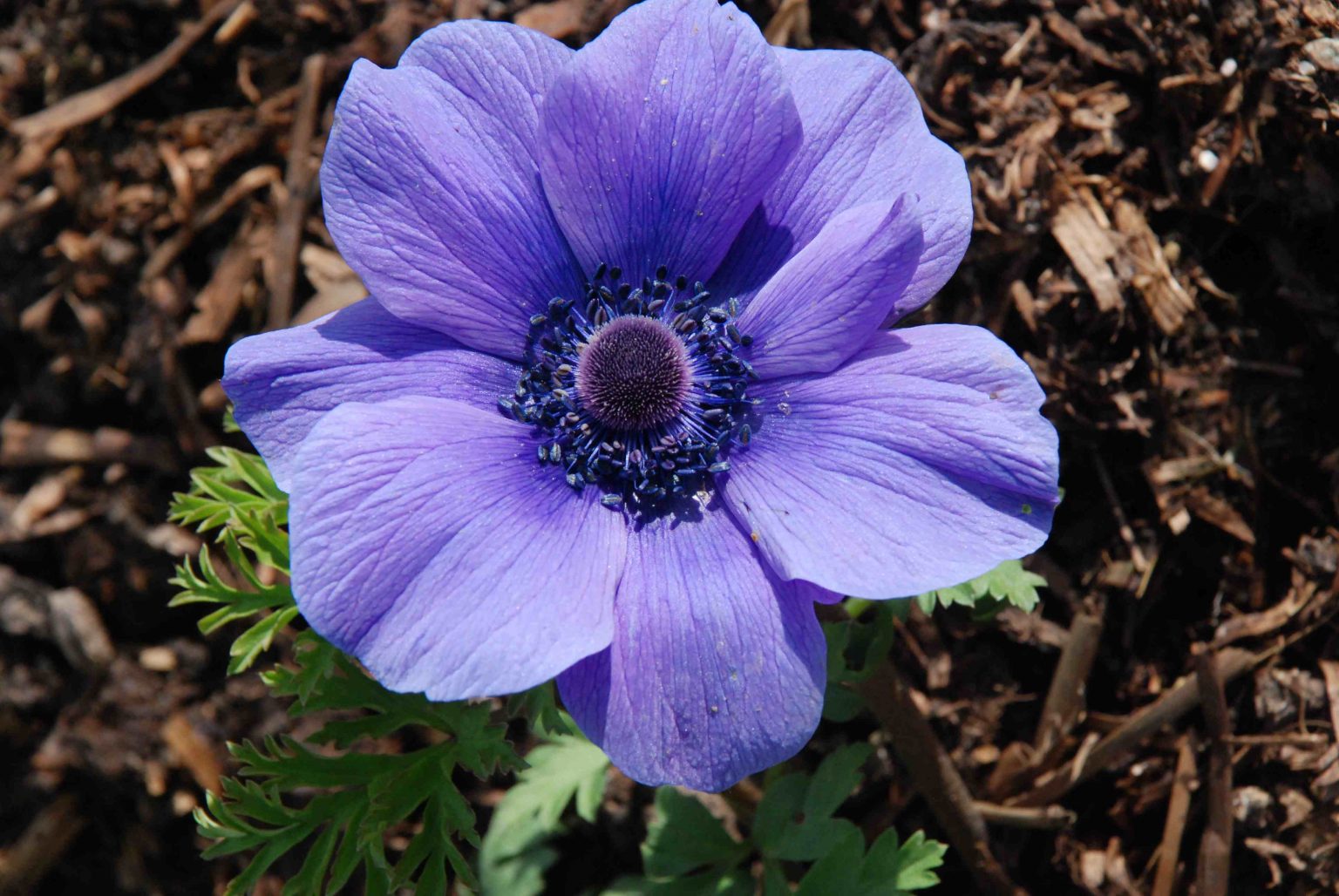 Anemones in spring – Nags Hall Gardener
