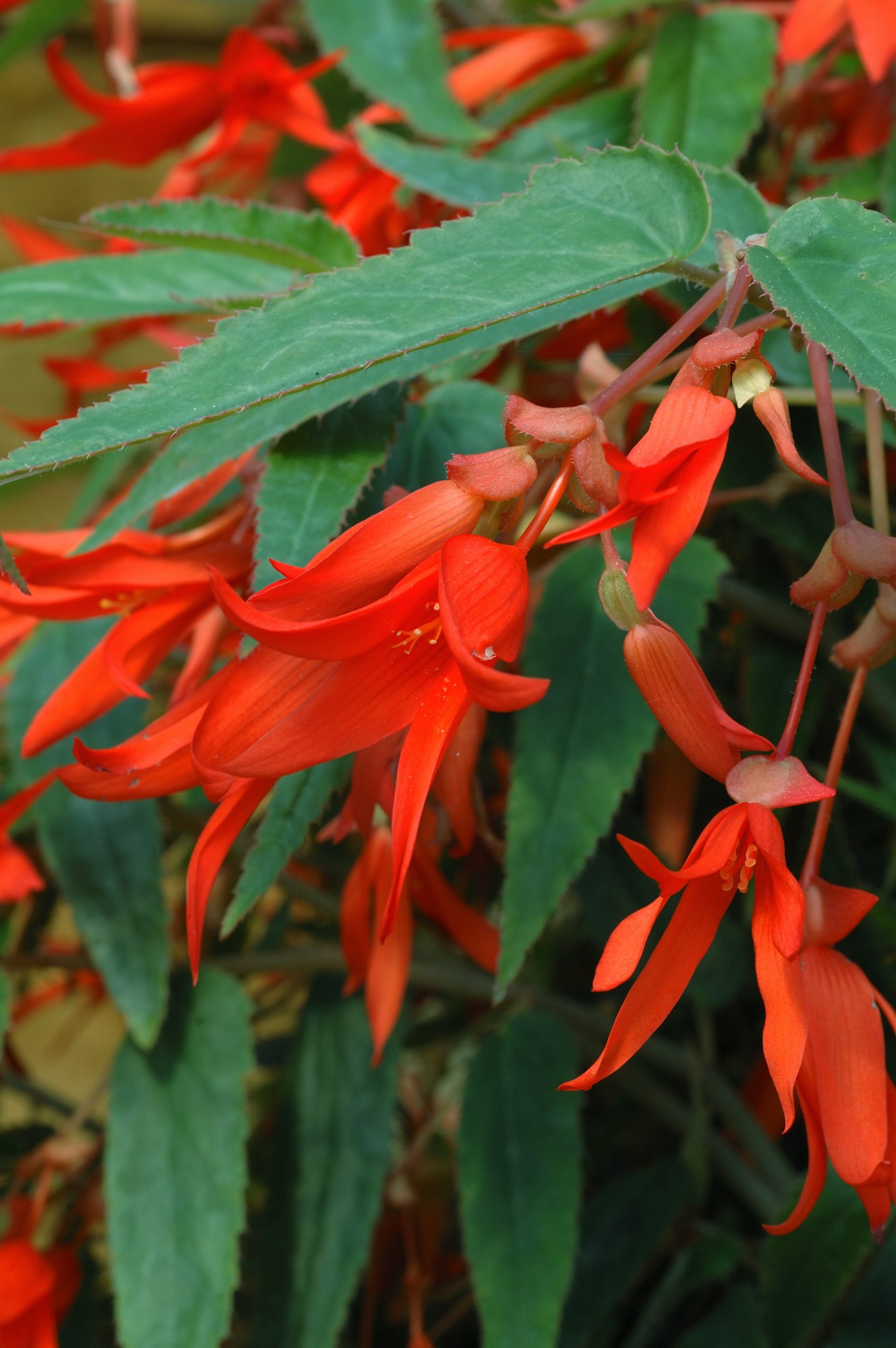 Brilliant begonias – Nags Hall Gardener
