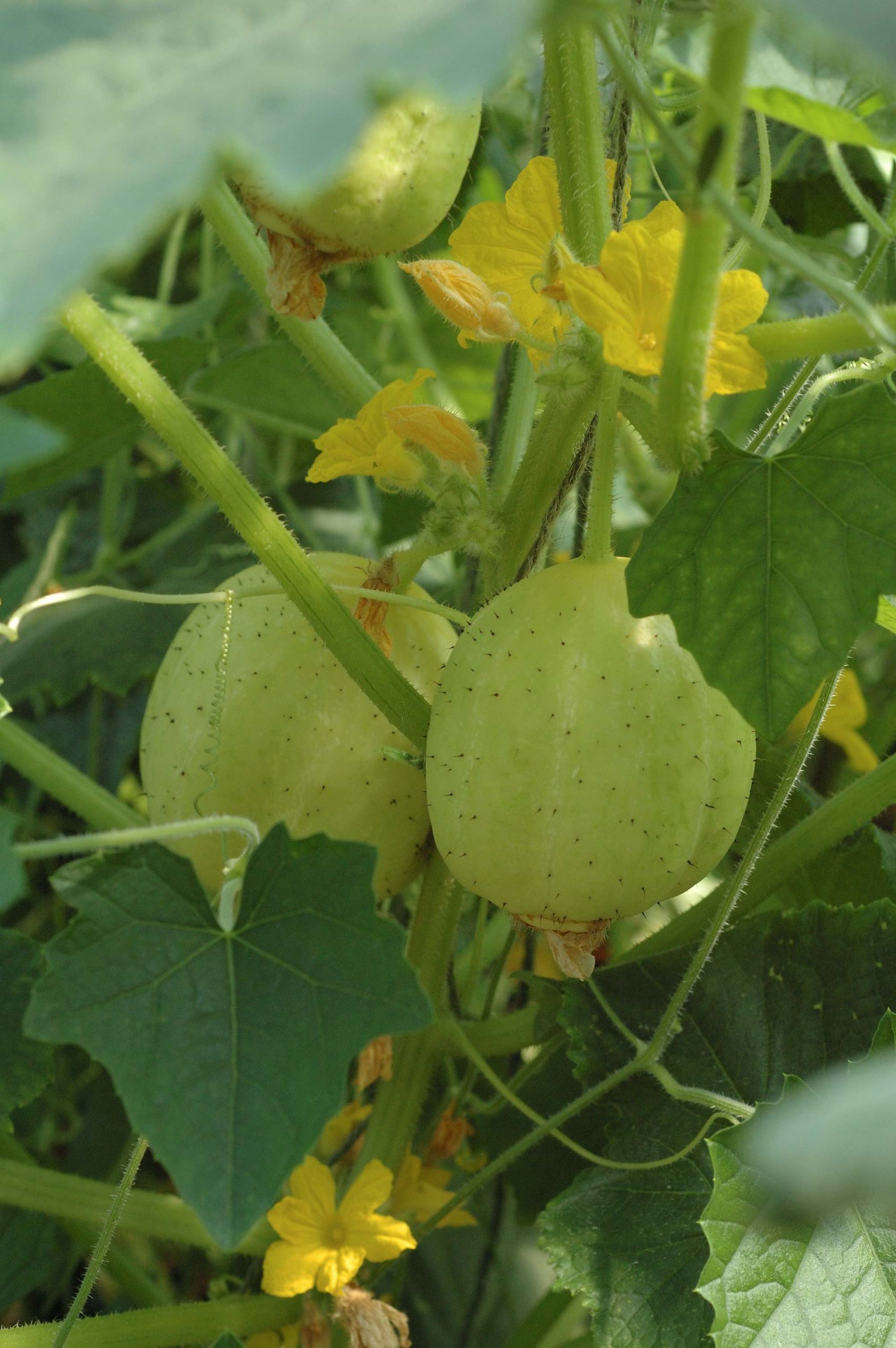 Confusing cucumbers – Nags Hall Gardener