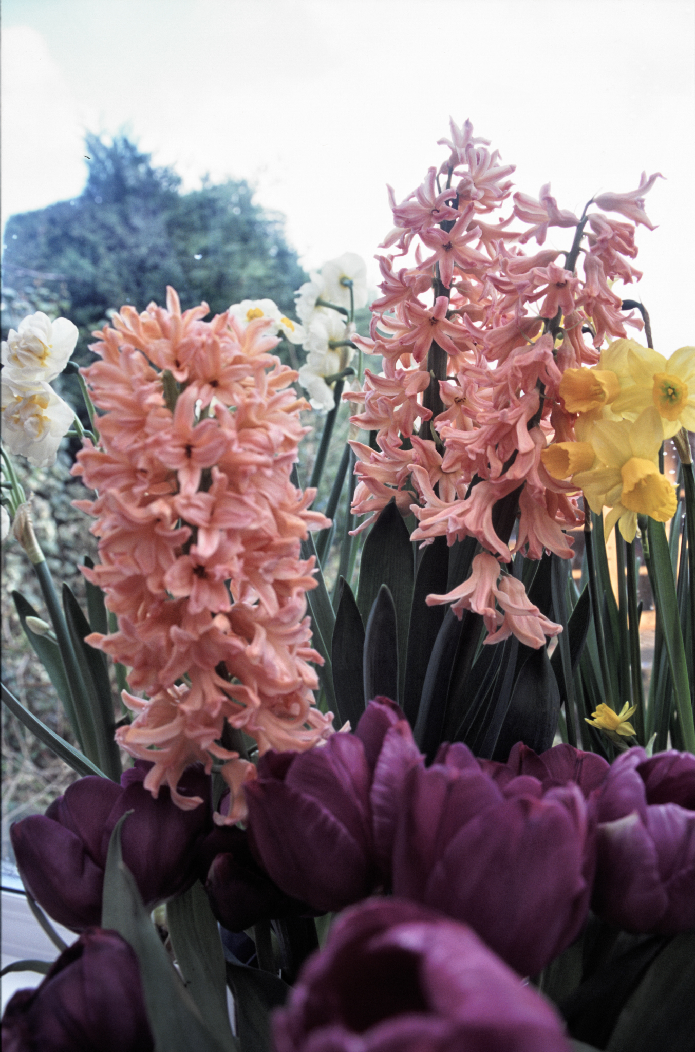 Hyacinths for Christmas – Nags Hall Gardener