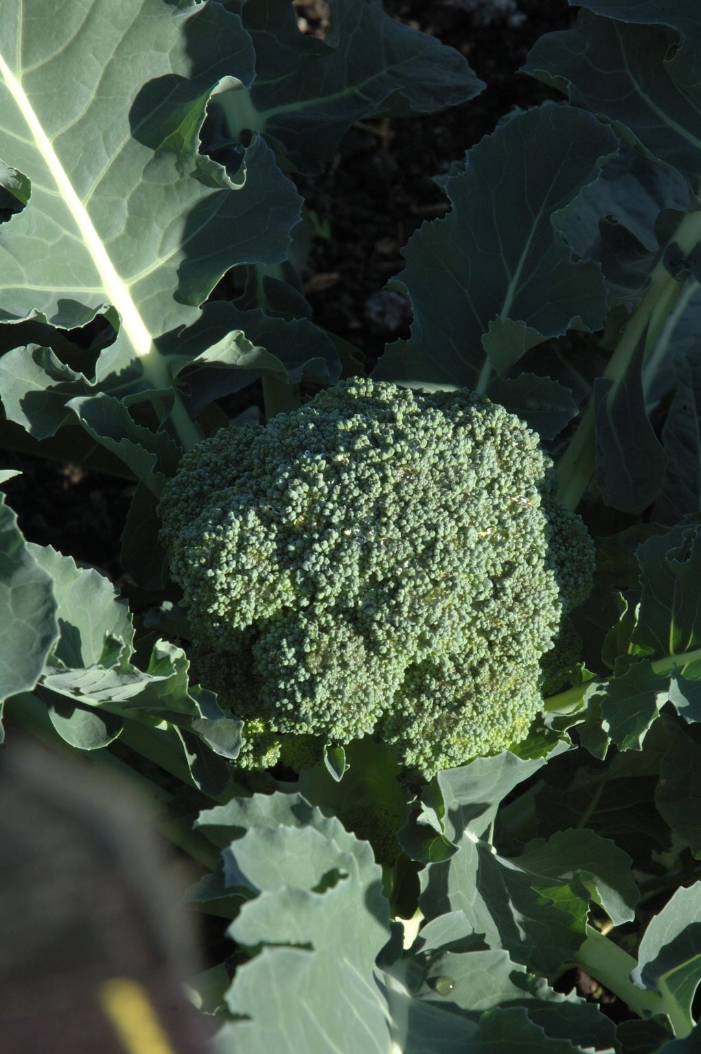 Easy veg: Calabrese – Nags Hall Gardener