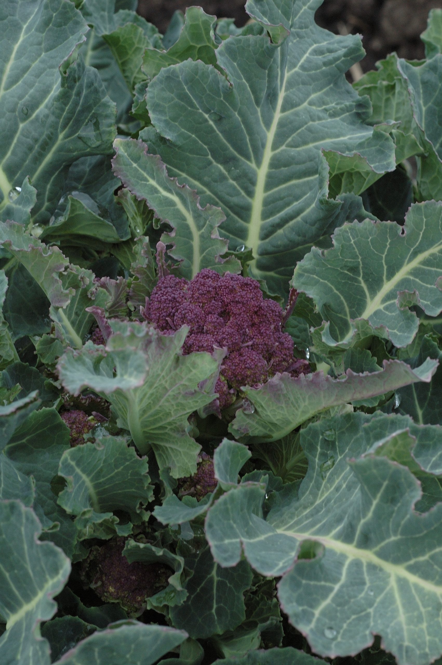 Easy veg: Calabrese – Nags Hall Gardener