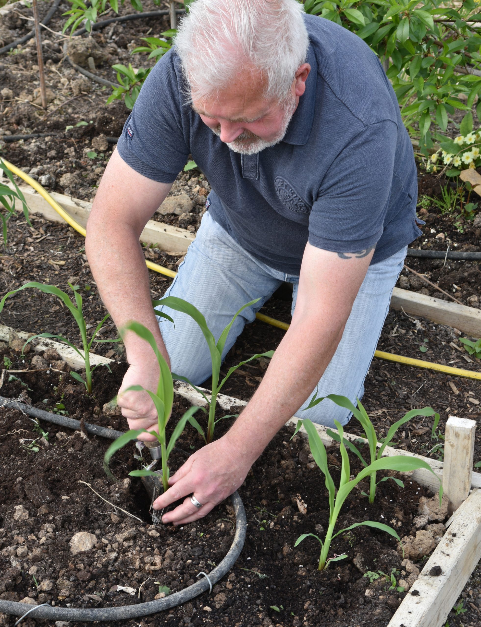 Easy Veg: Super sweetcorn – Nags Hall Gardener