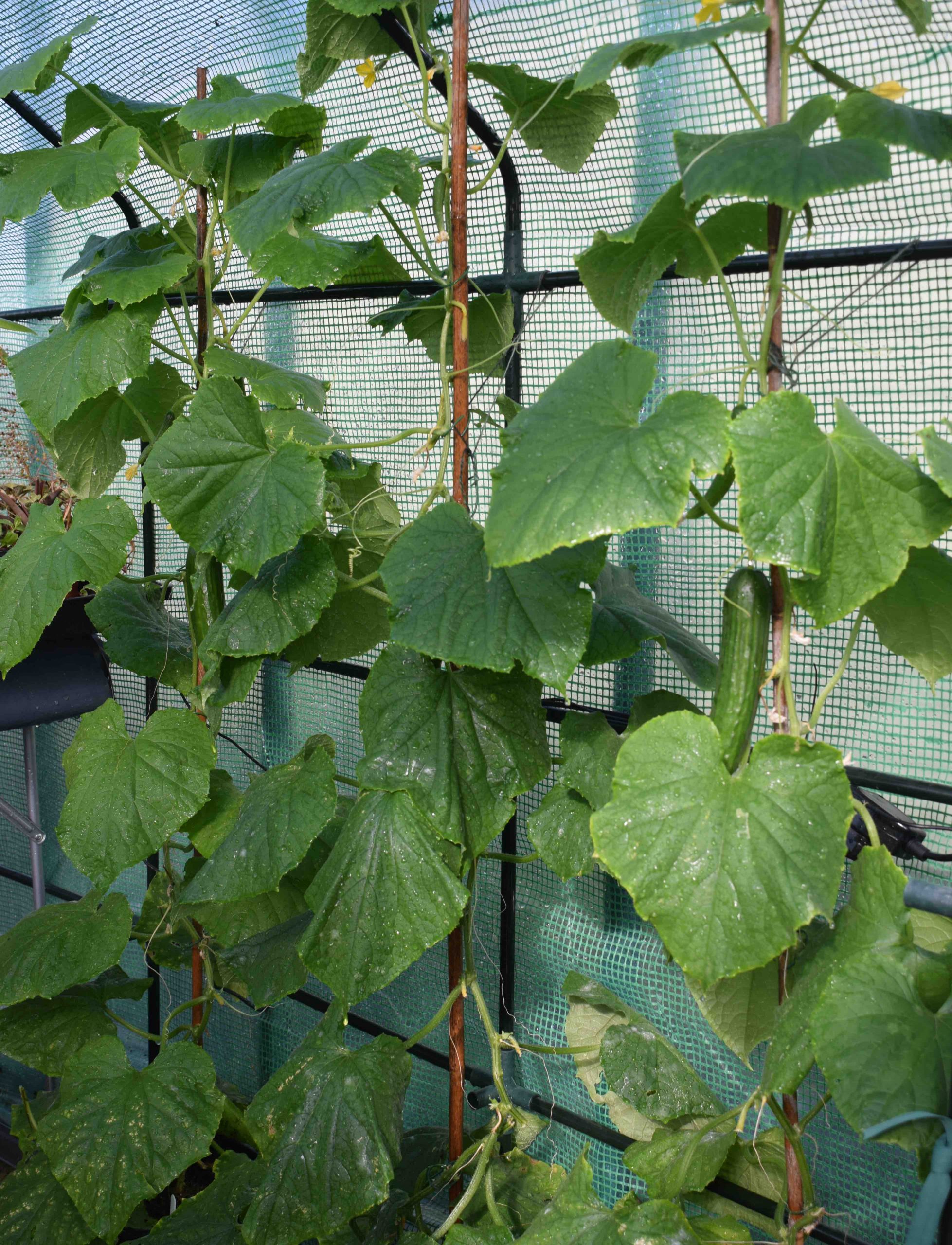 Summer highs and lows – Nags Hall Gardener