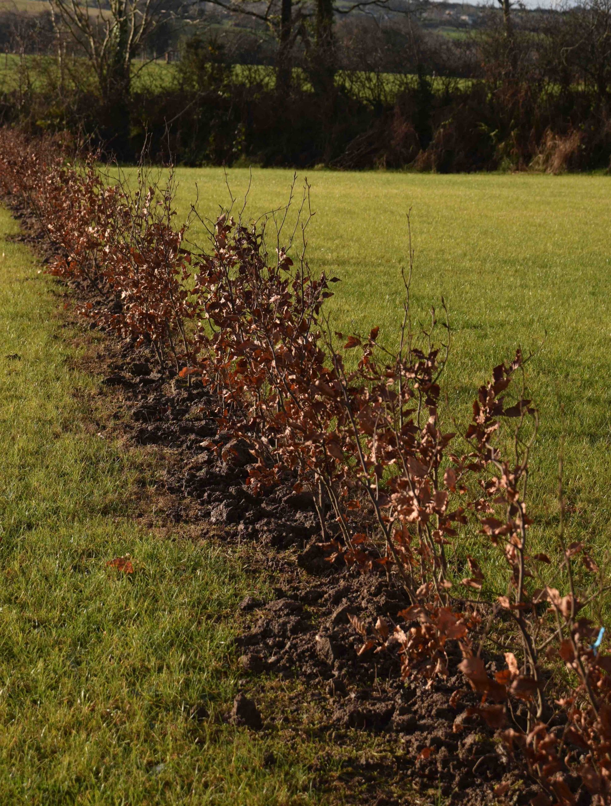 Planting hedges – Nags Hall Gardener