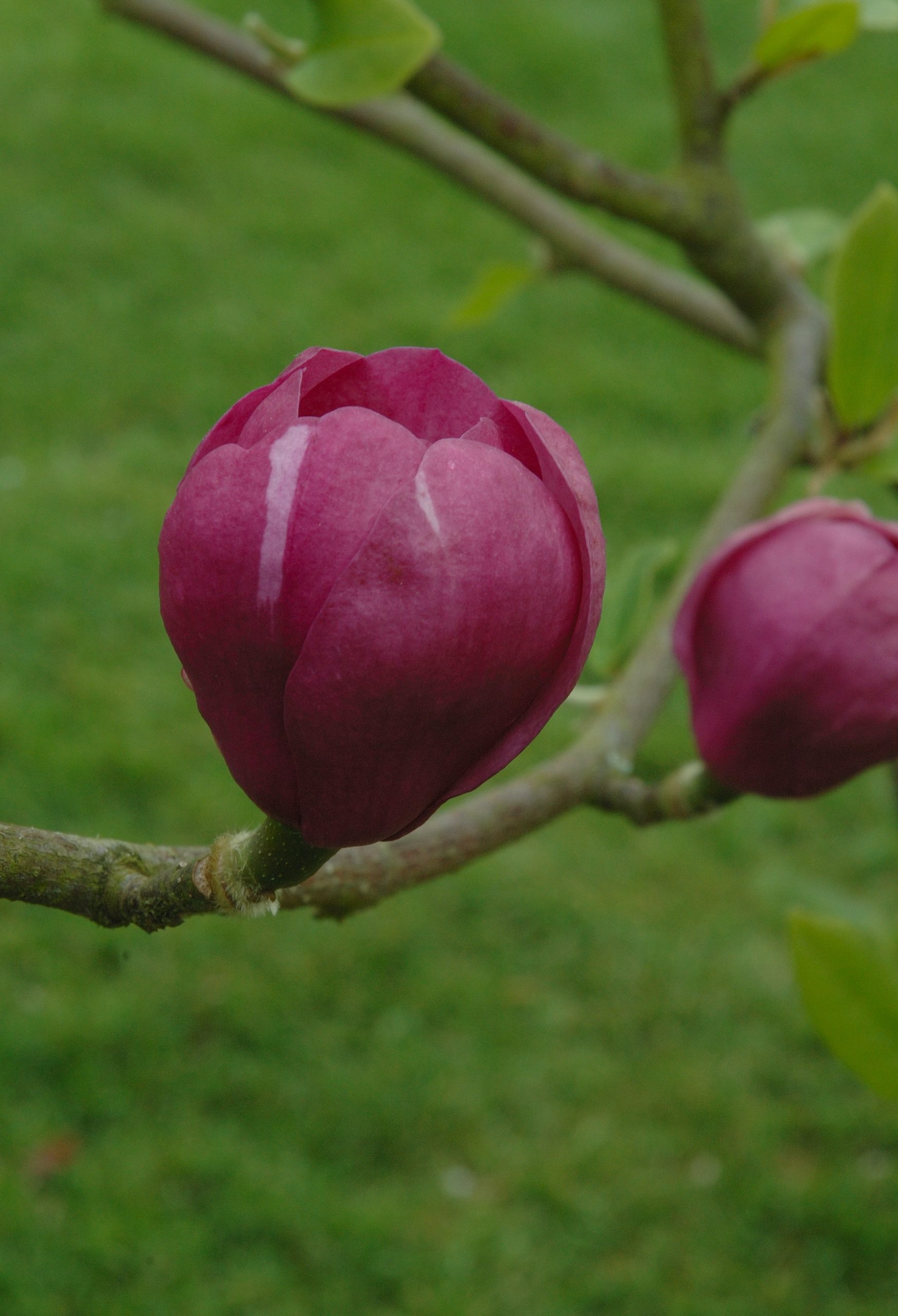 Magical magnolias – Nags Hall Gardener