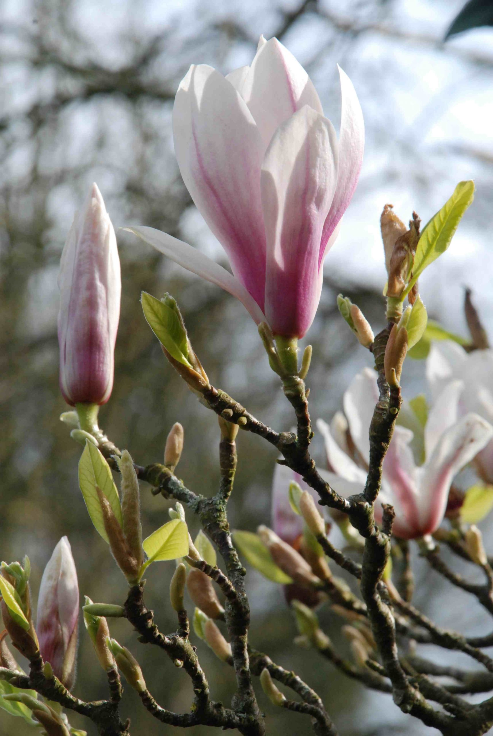 Magical magnolias – Nags Hall Gardener
