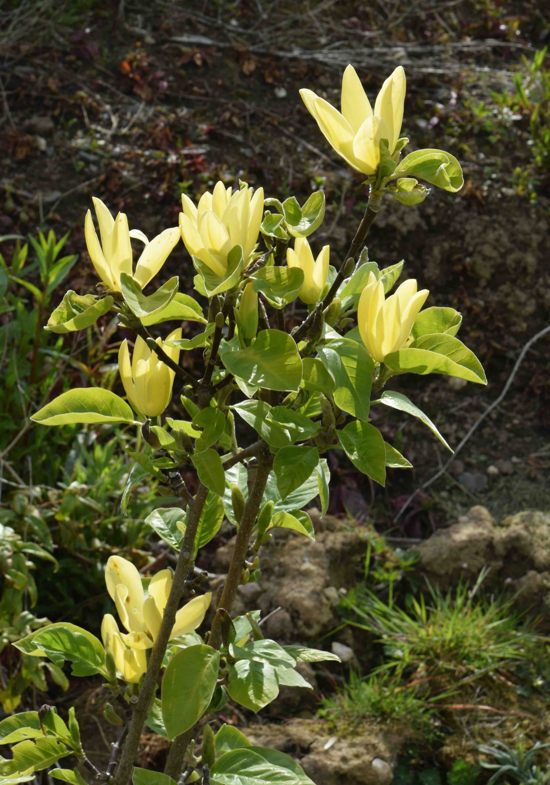 Magical magnolias – Nags Hall Gardener