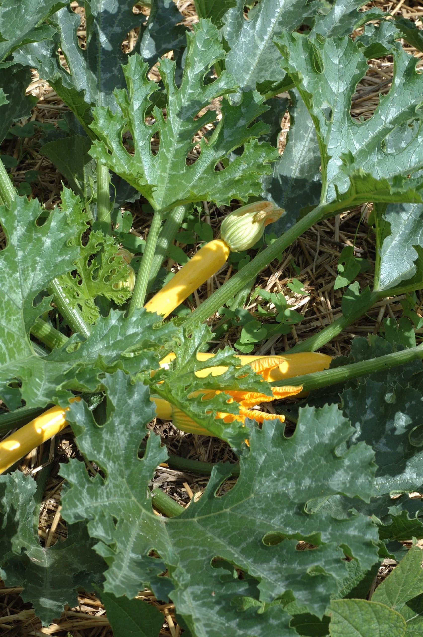 Growing your own – Nags Hall Gardener