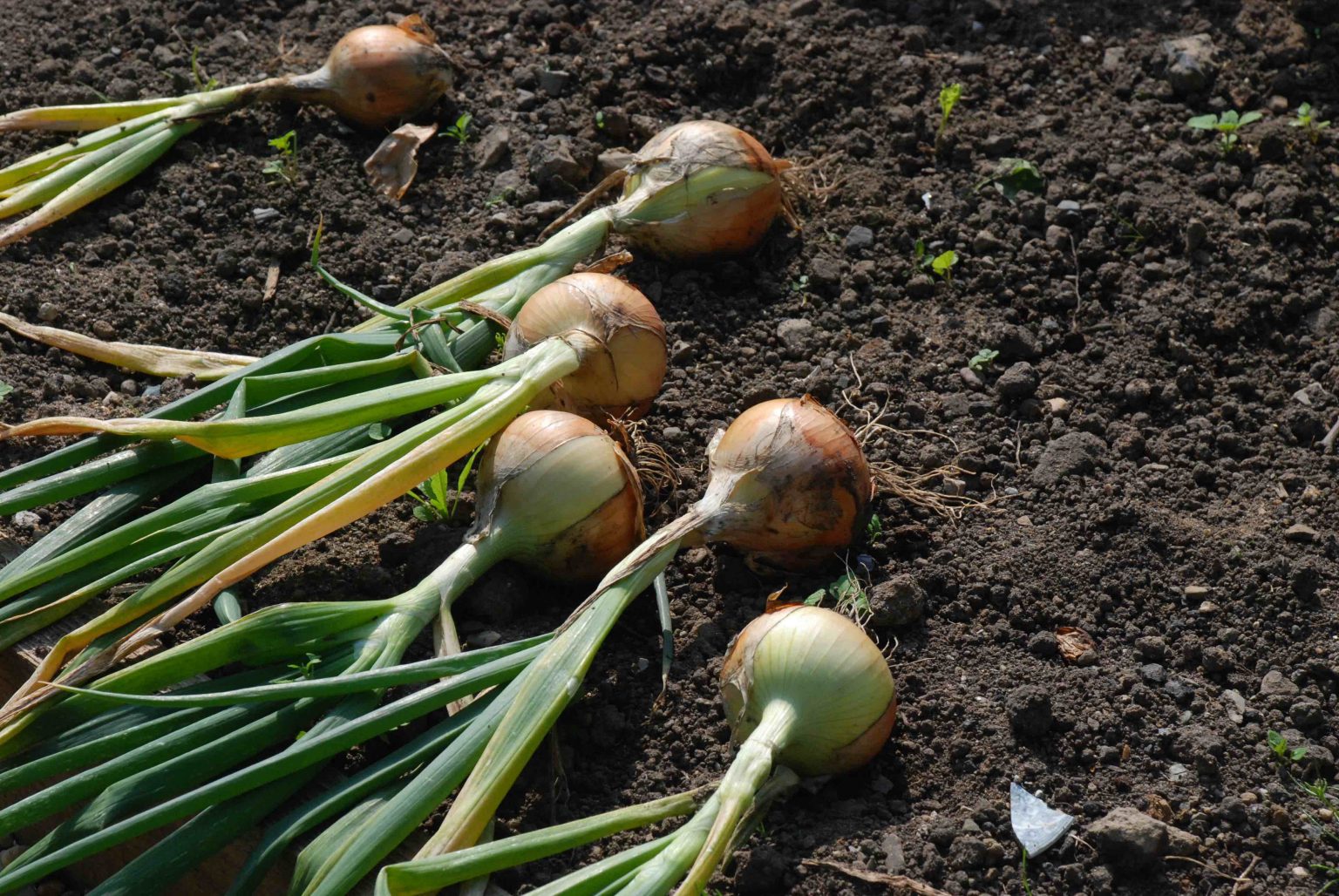 Growing Onions – Nags Hall Gardener