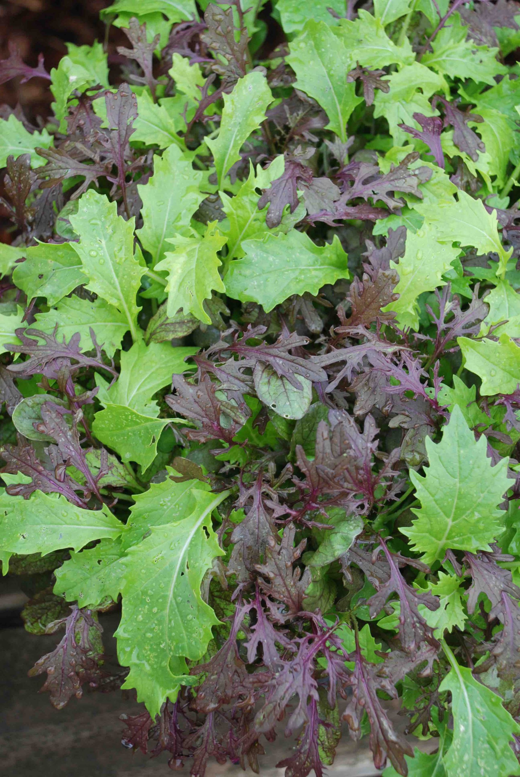 Crops in containers – Nags Hall Gardener