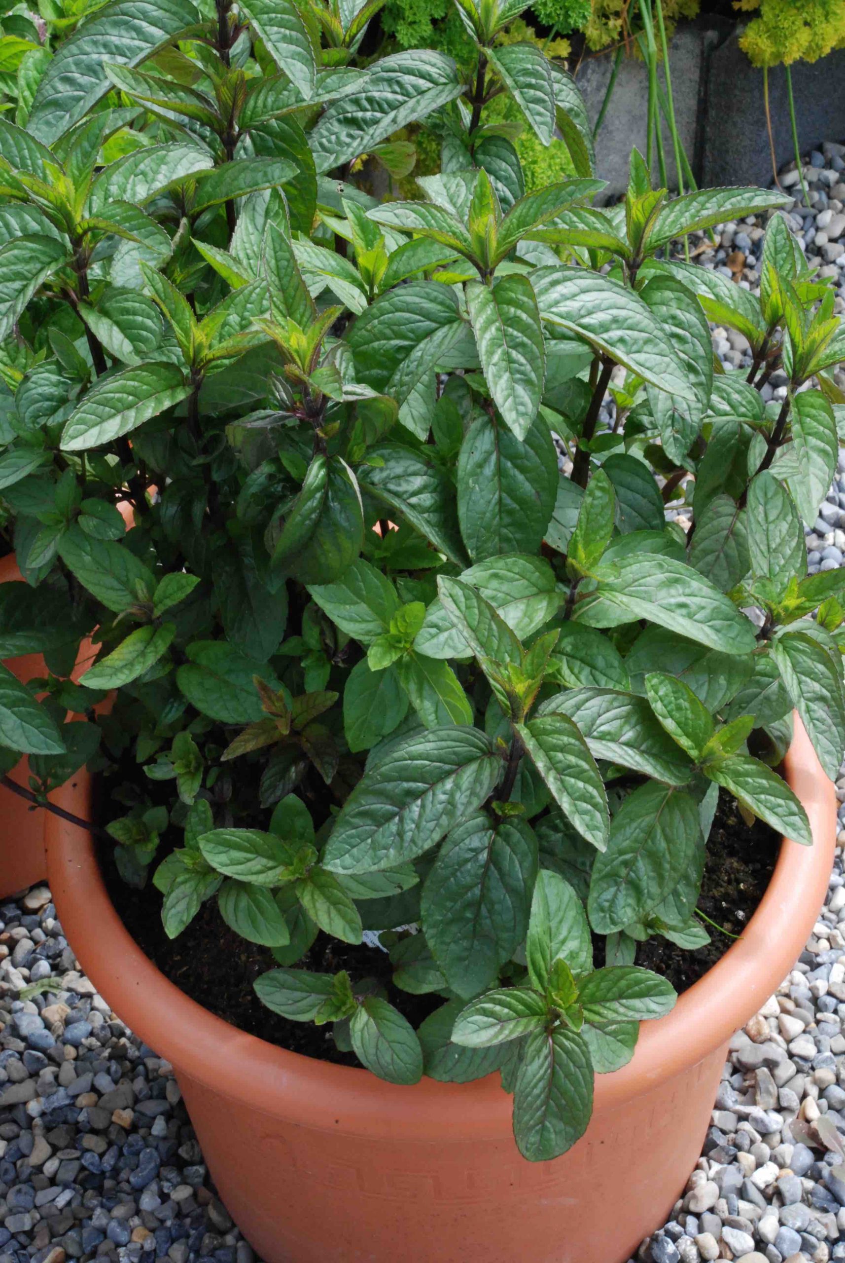 Crops in containers – Nags Hall Gardener