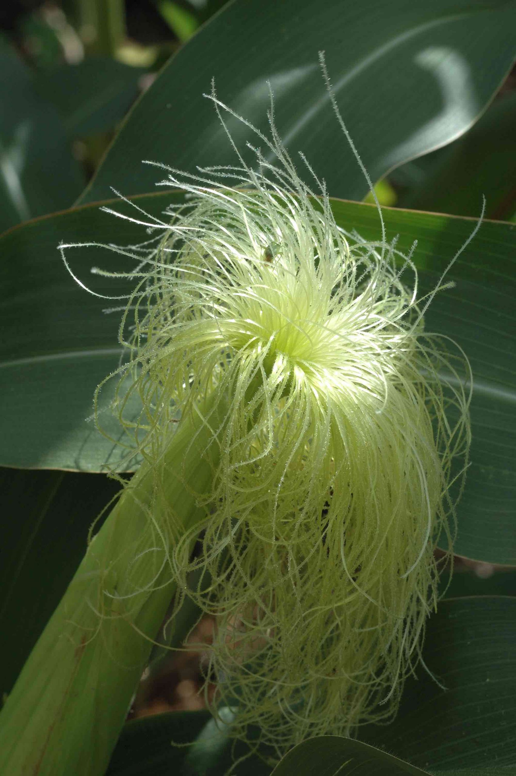 Growing Sweetcorn – Nags Hall Gardener