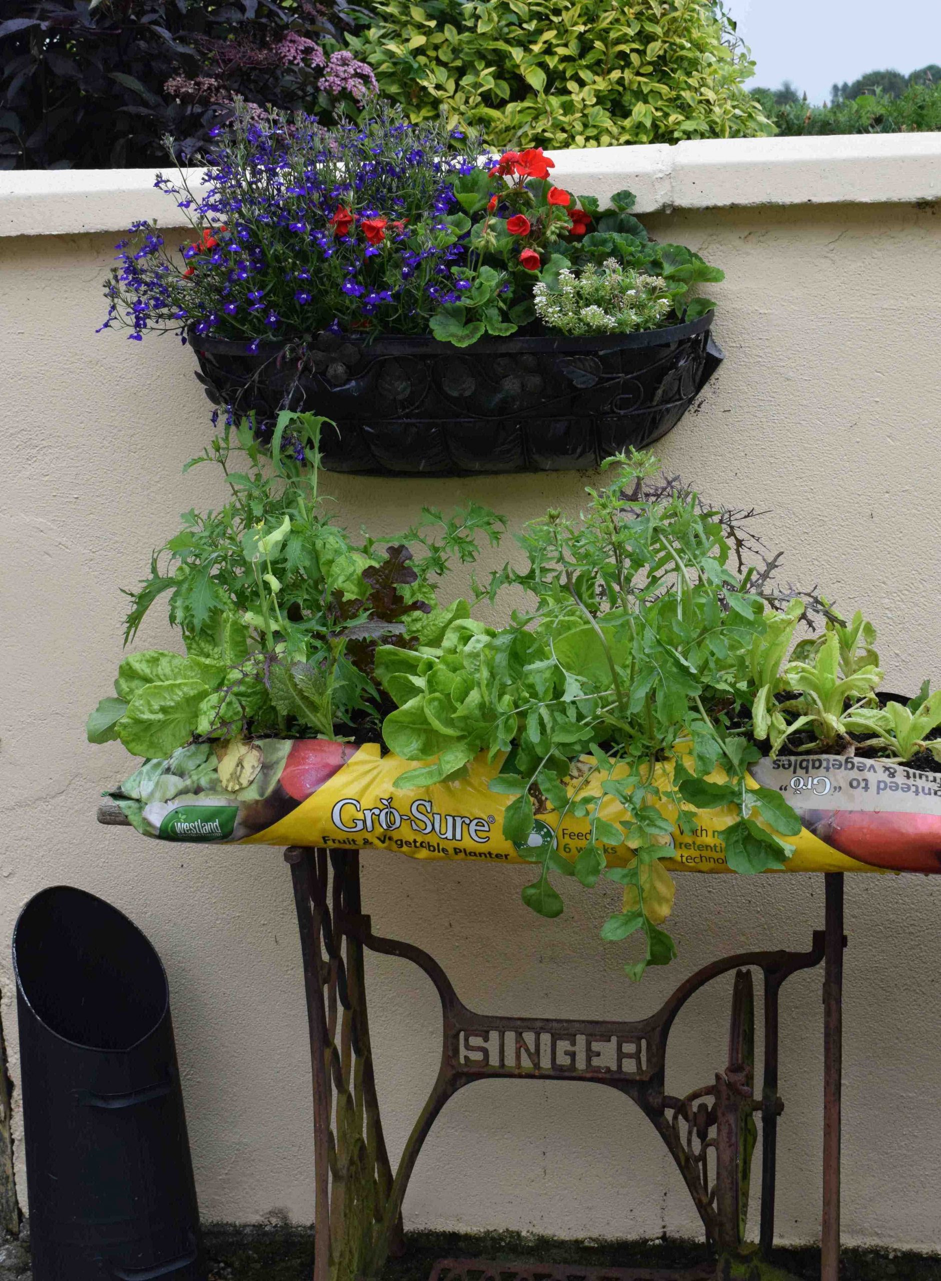 Crops in containers – Nags Hall Gardener