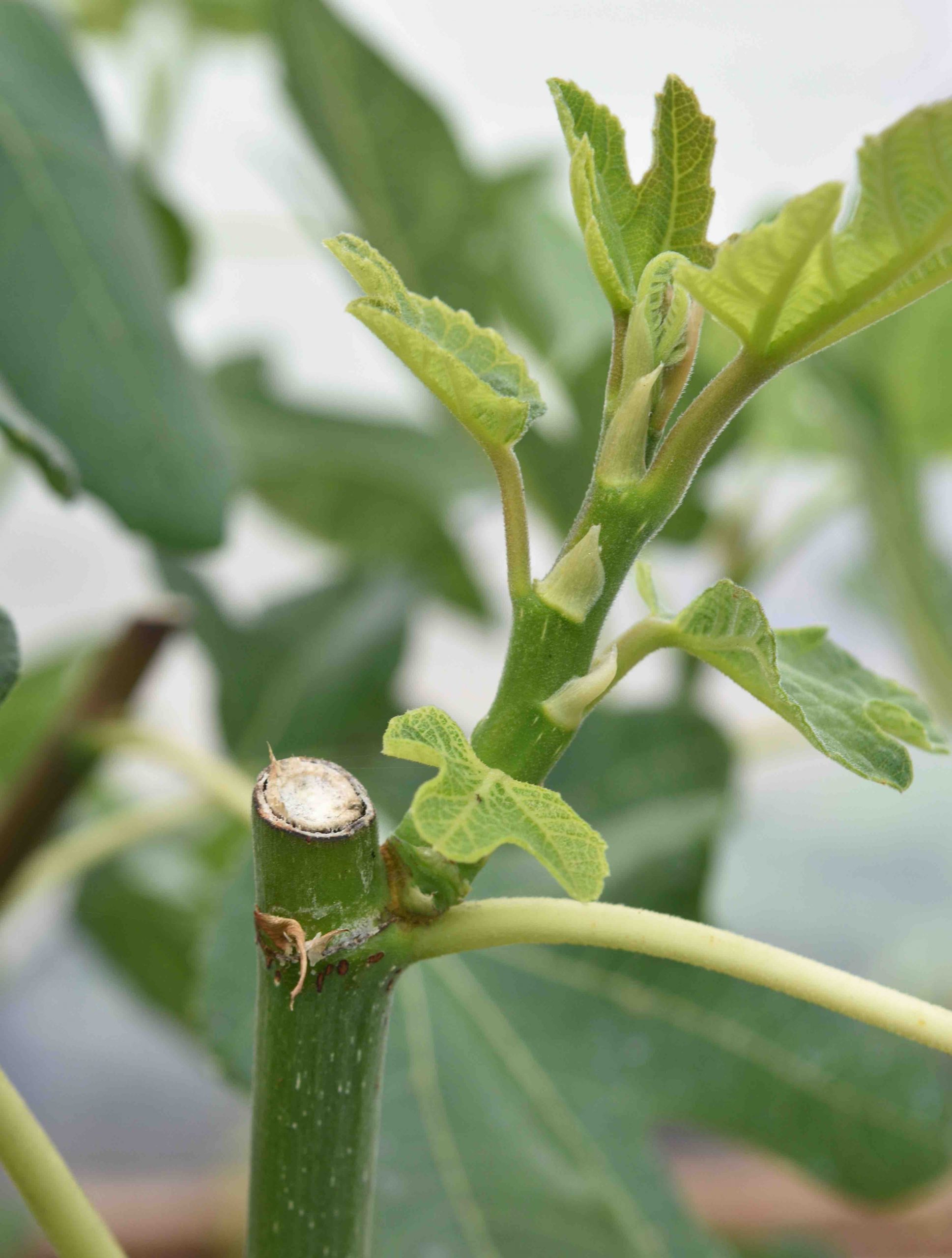 Figs for fruit – Nags Hall Gardener