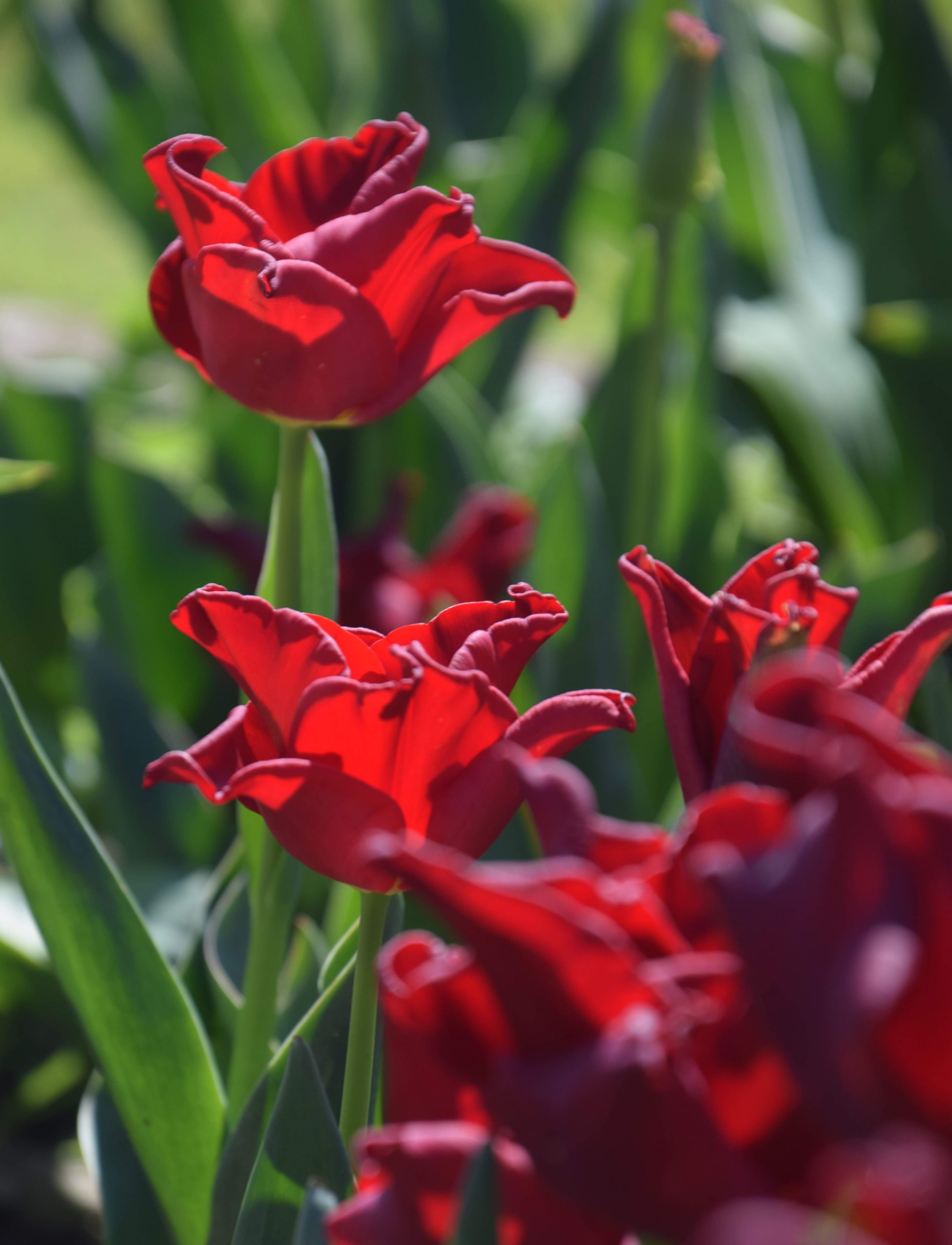Terrific tulips – Nags Hall Gardener