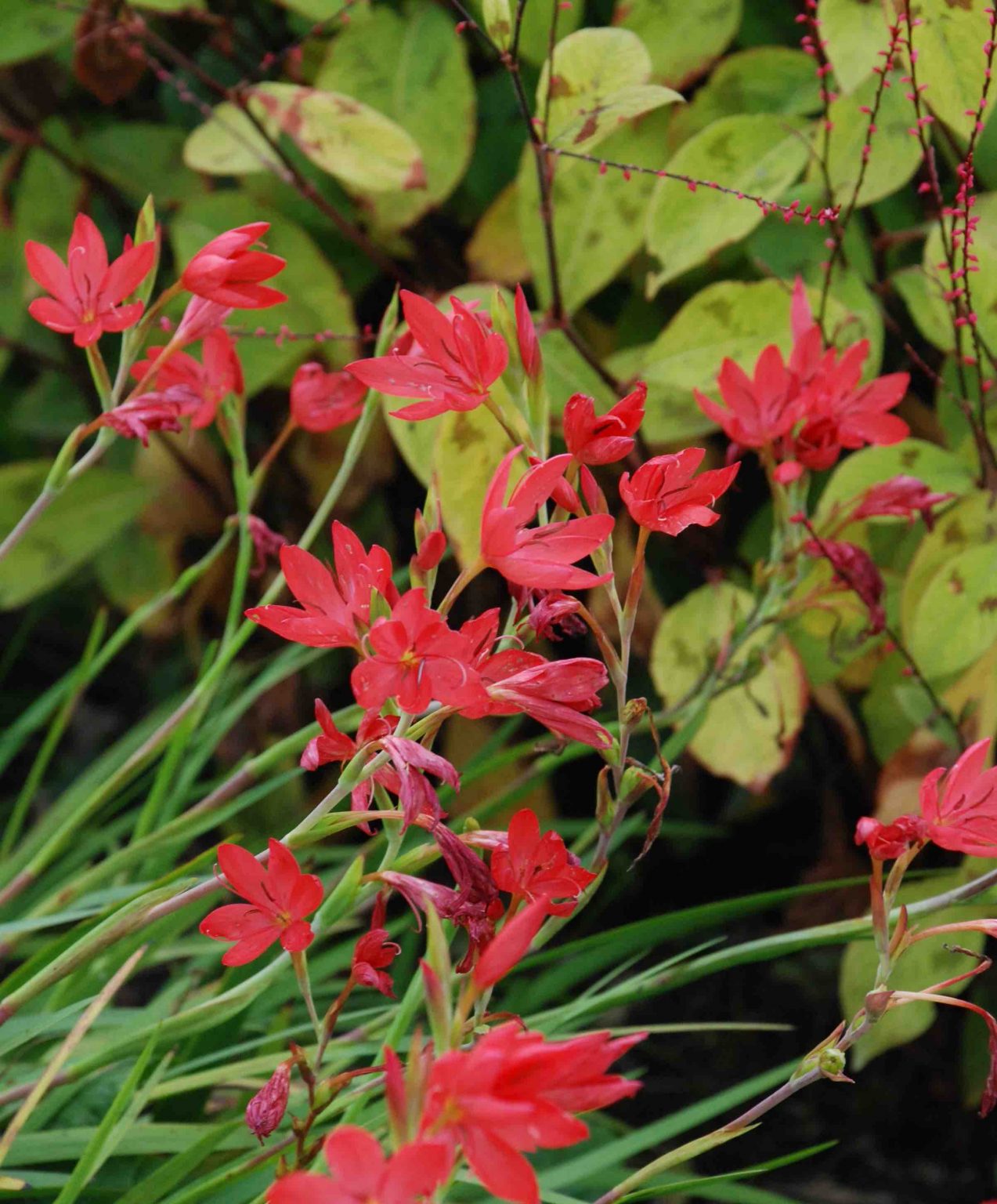Plant of the week: Hesperantha – Nags Hall Gardener