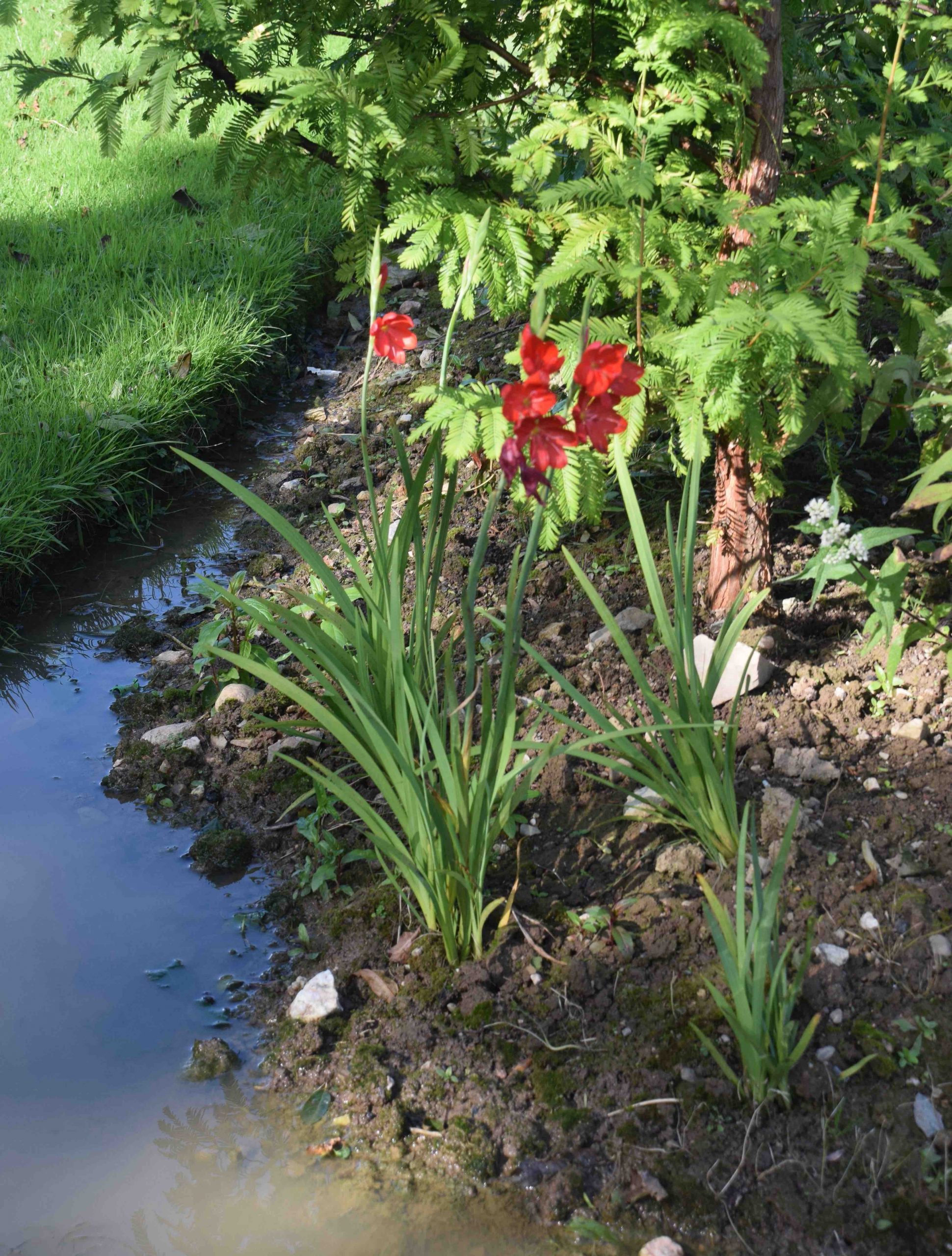 Plant of the week: Hesperantha – Nags Hall Gardener