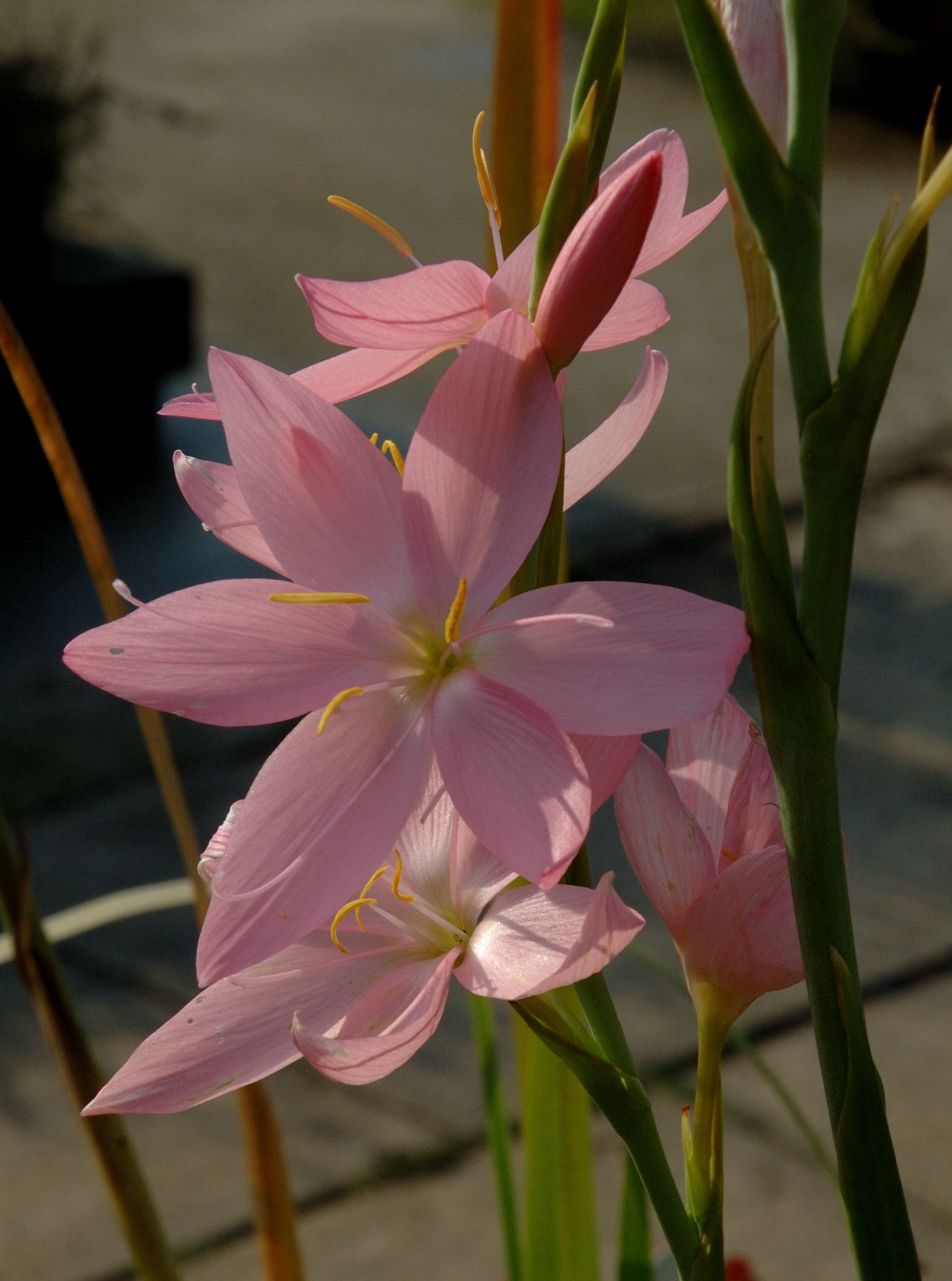 Plant of the week: Hesperantha – Nags Hall Gardener