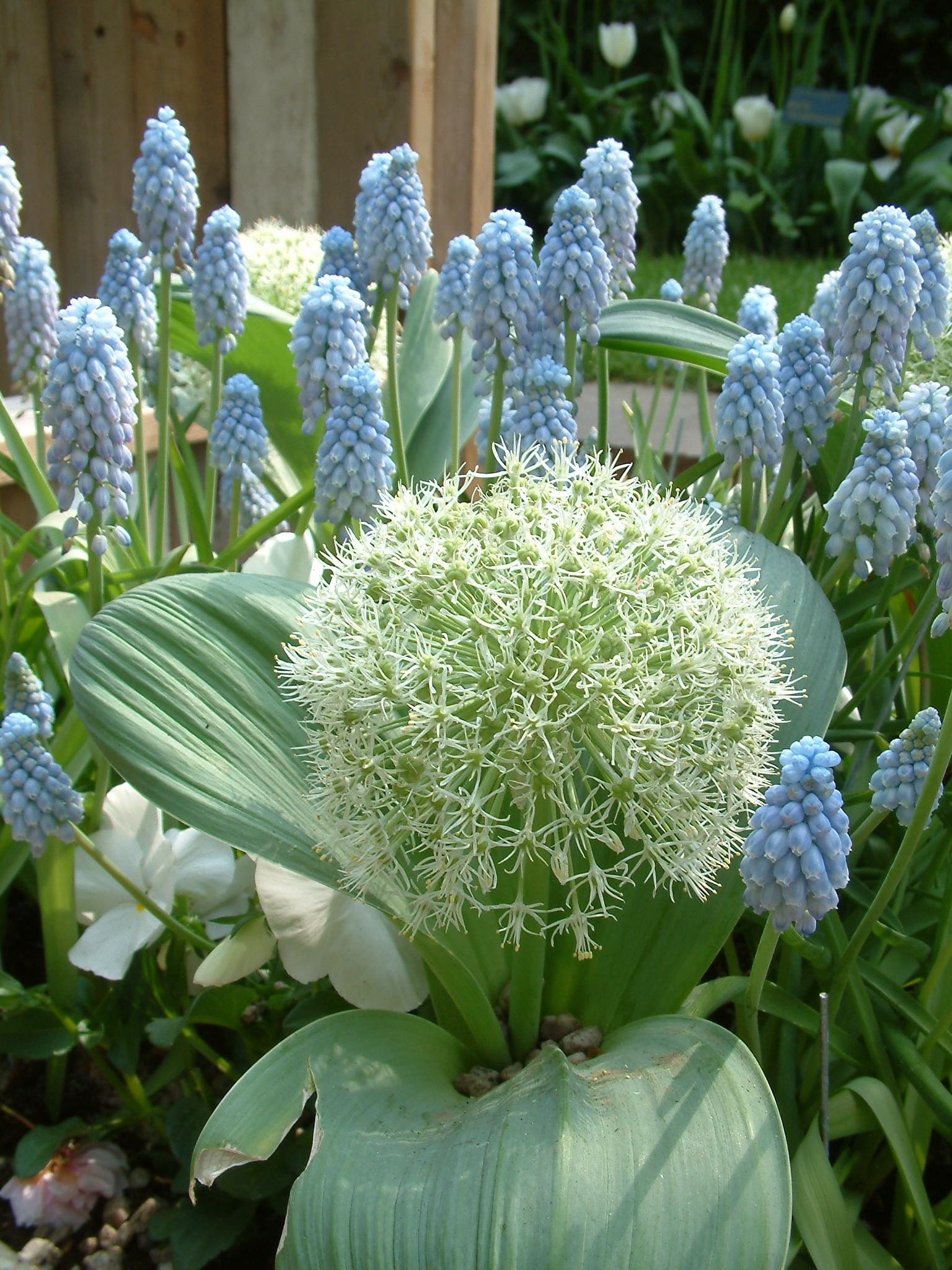 Getting to know your onions – Nags Hall Gardener