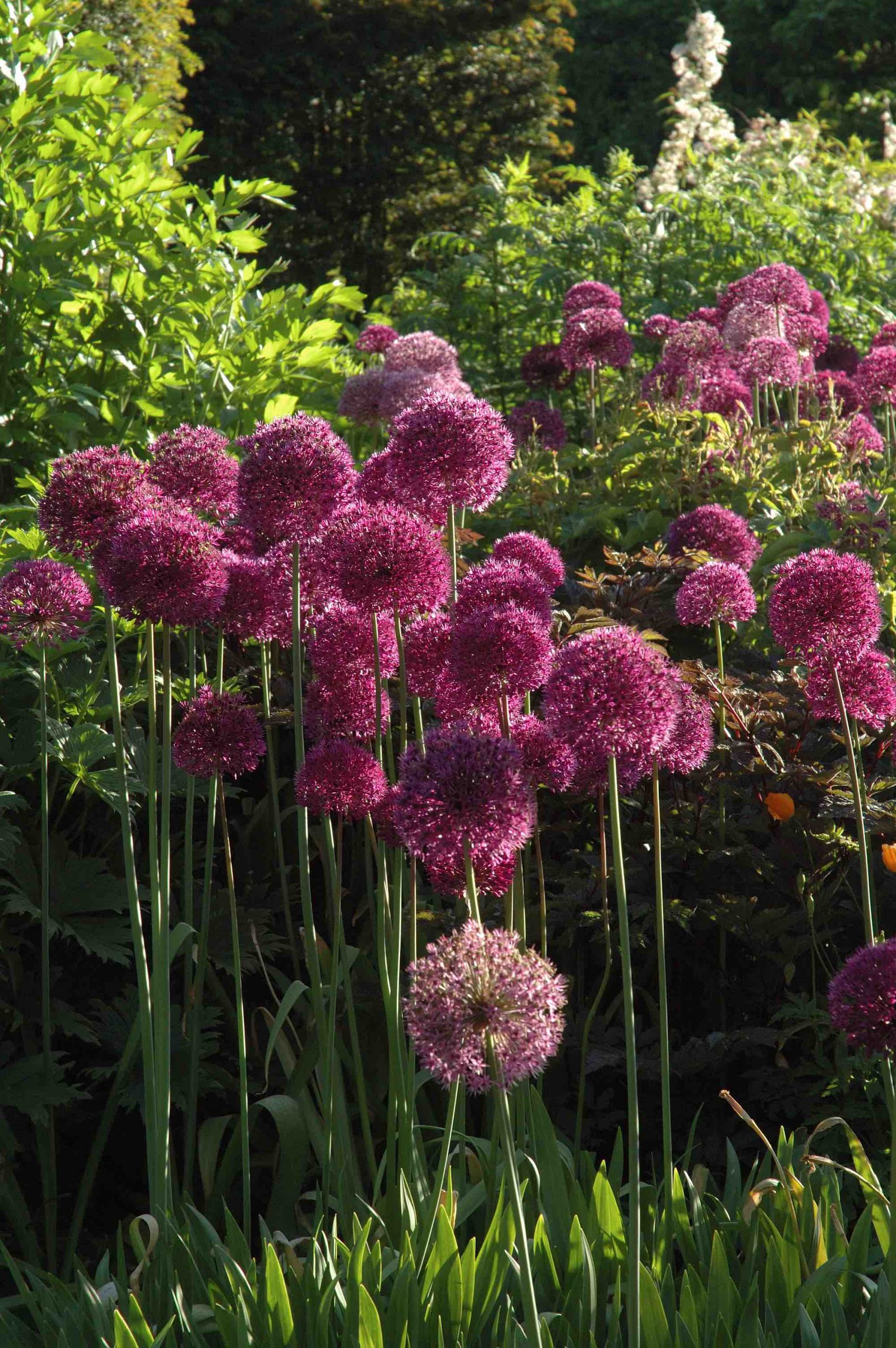 Getting to know your onions – Nags Hall Gardener