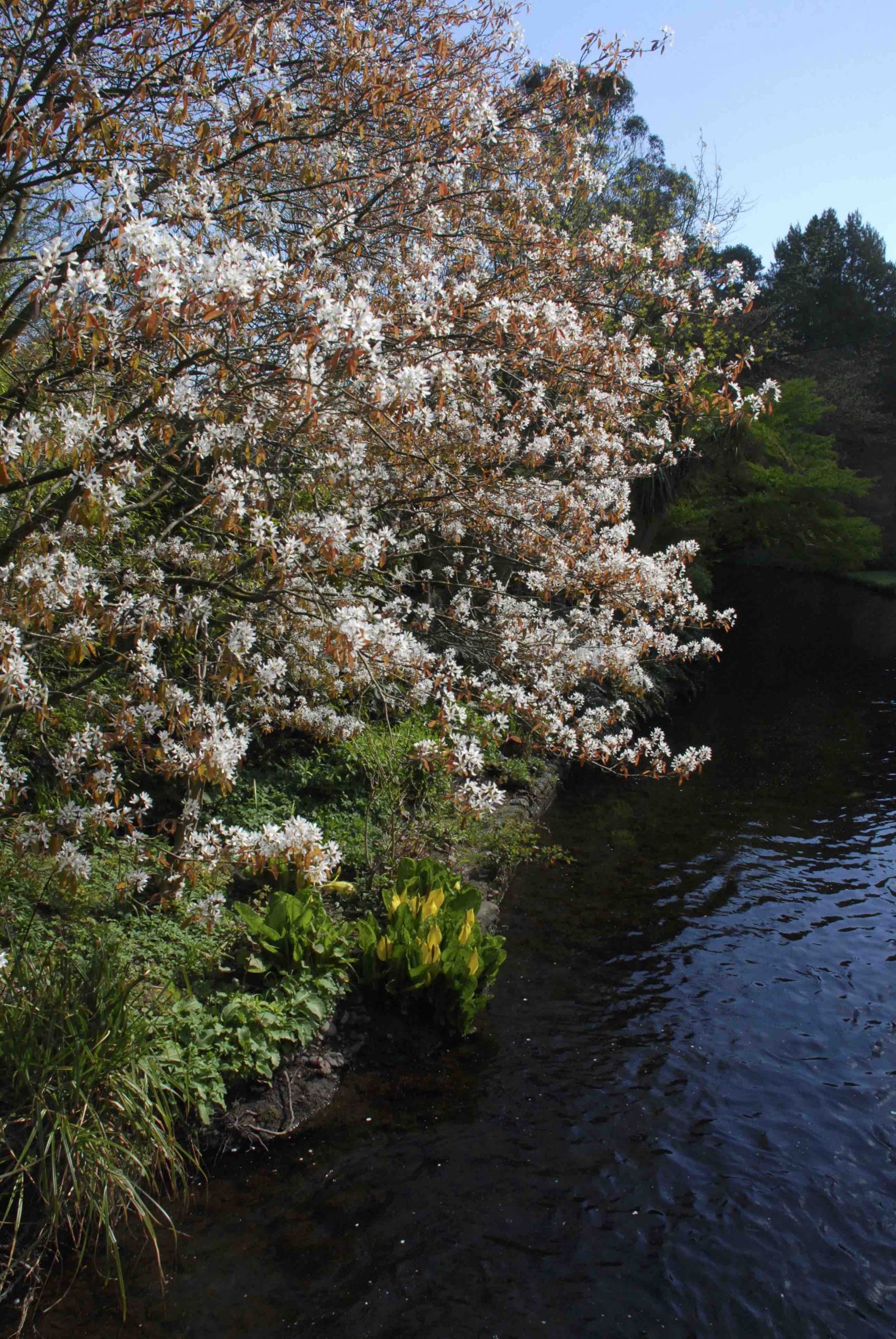 Plant a tree: National Tree Week – Nags Hall Gardener