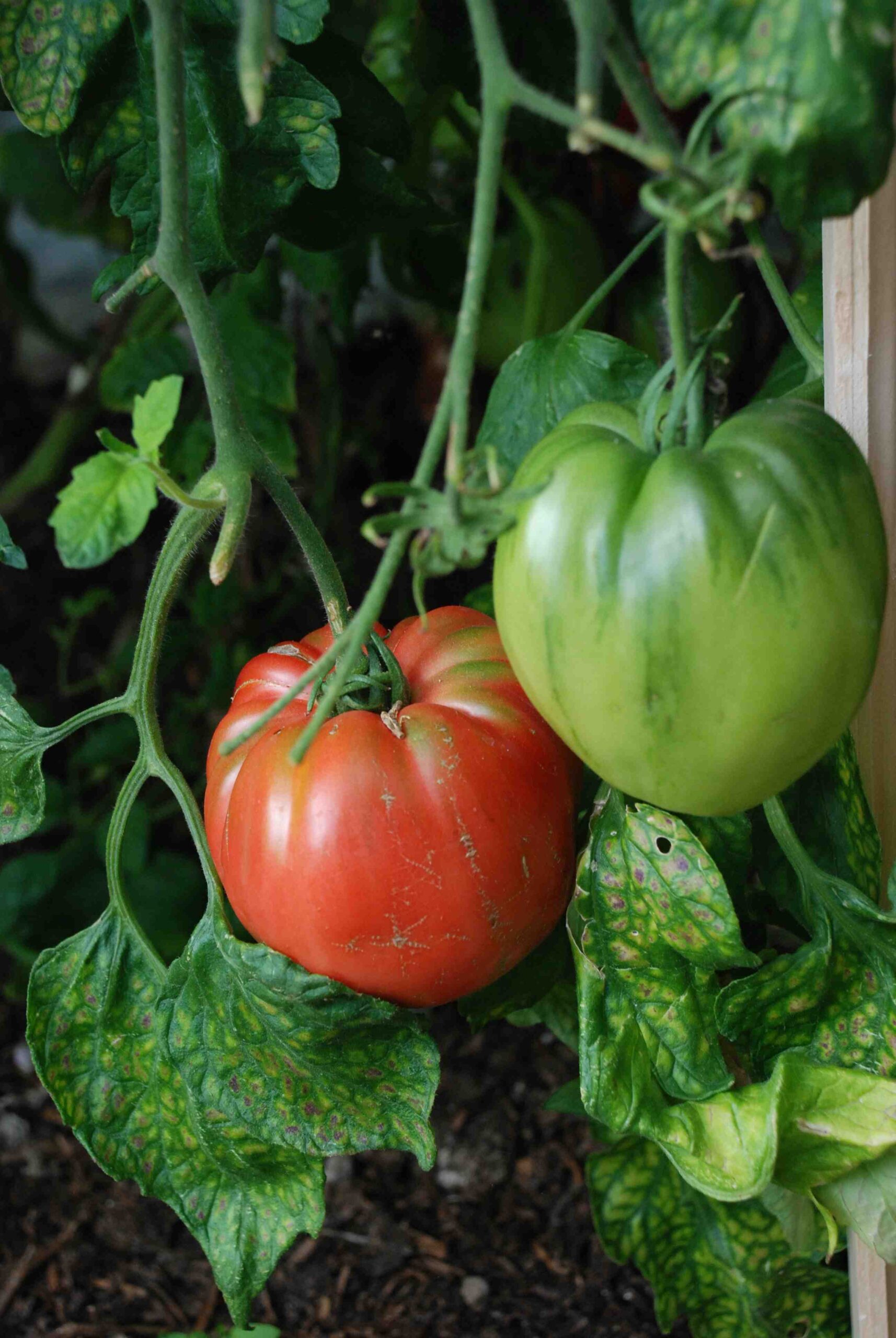 Growing under plastic – Nags Hall Gardener
