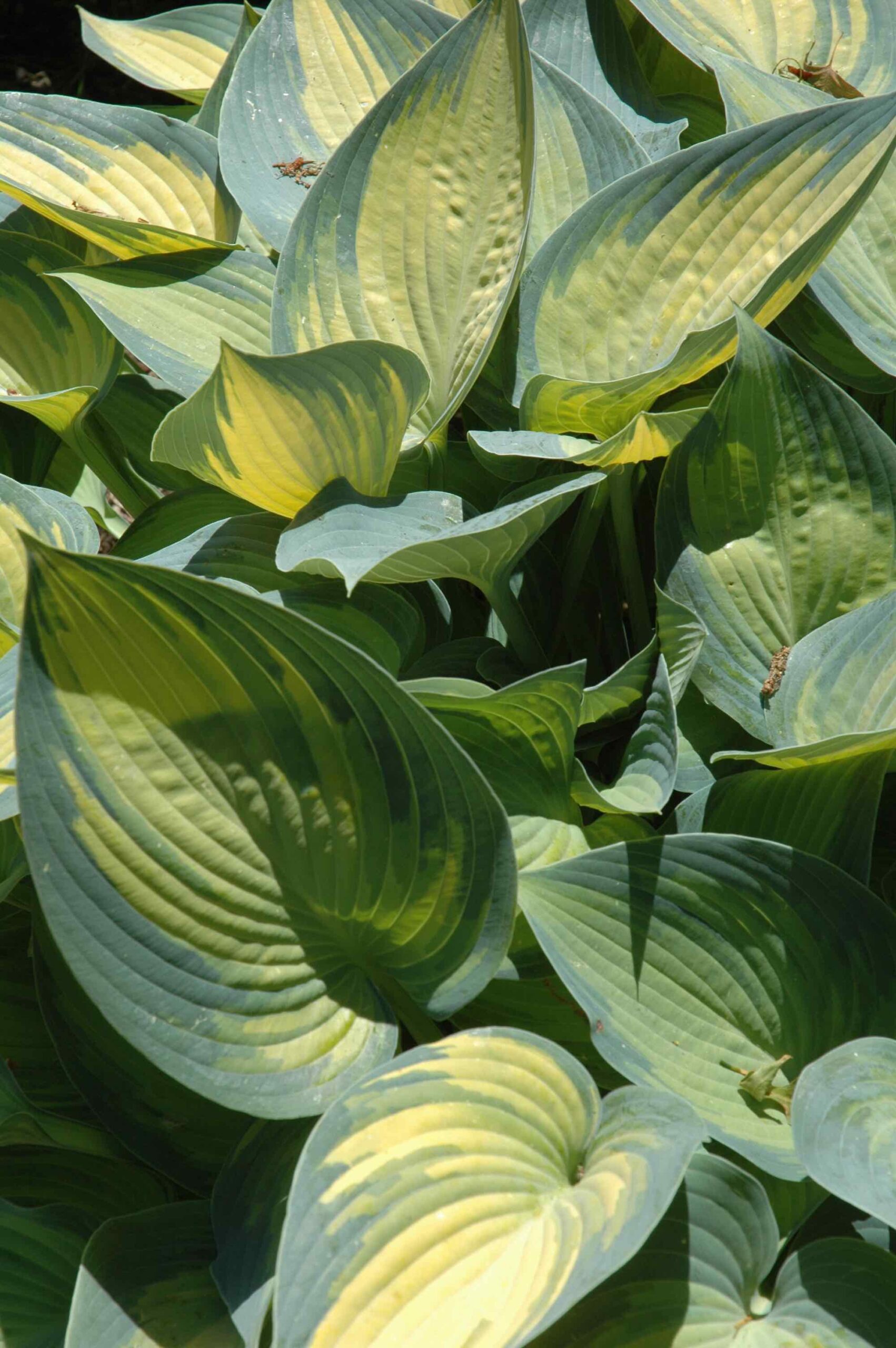 Hooray for hostas – Nags Hall Gardener