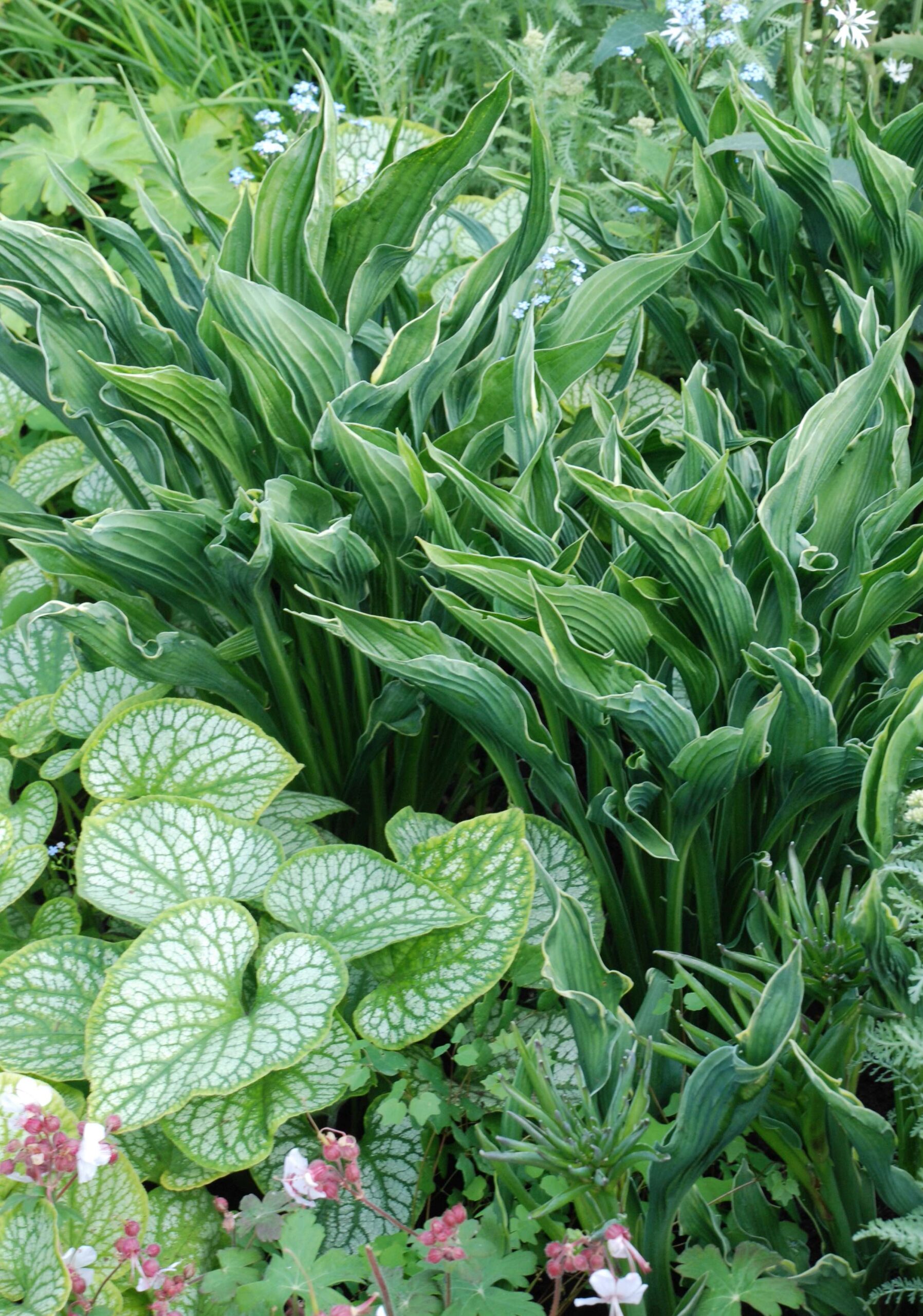 Hooray for hostas – Nags Hall Gardener