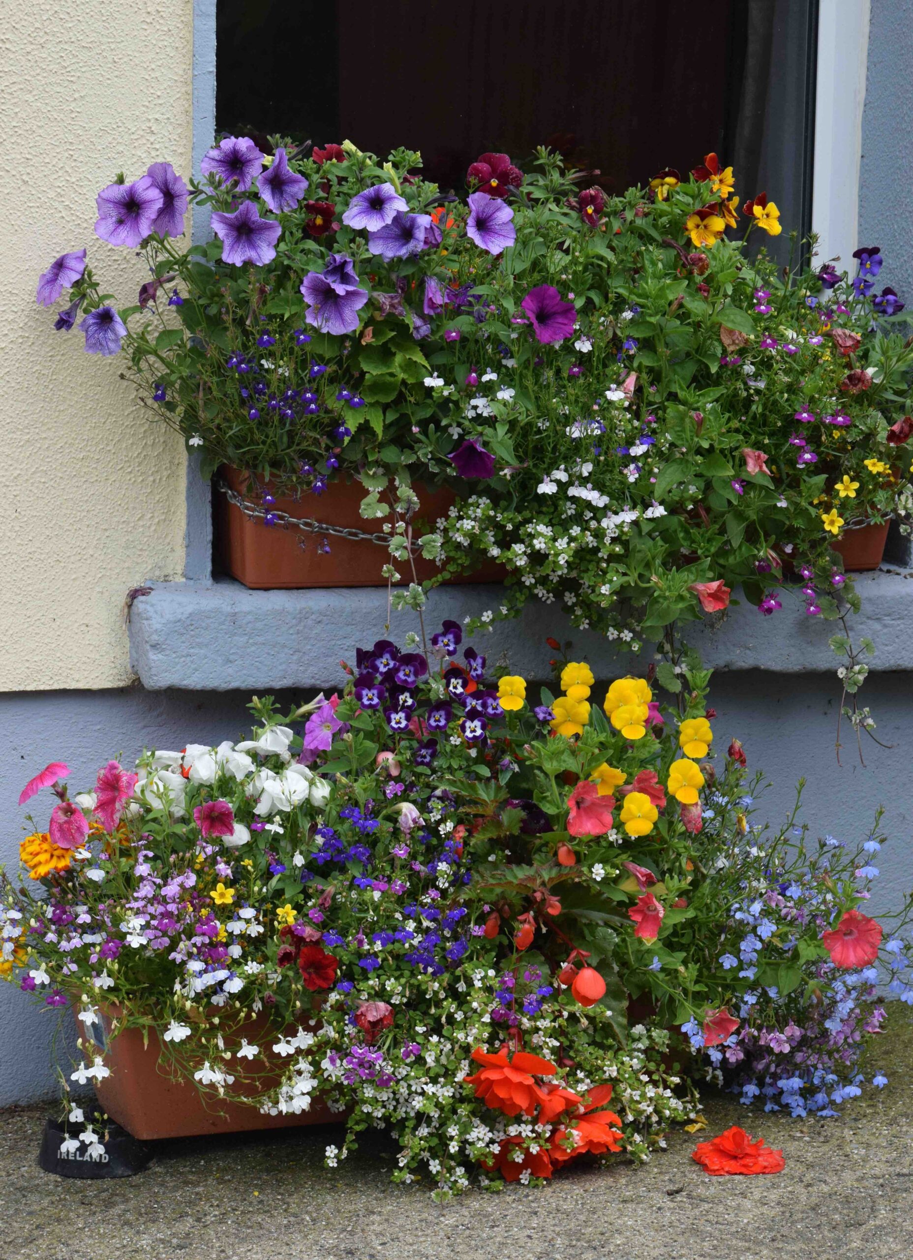 Colourful containers – Nags Hall Gardener