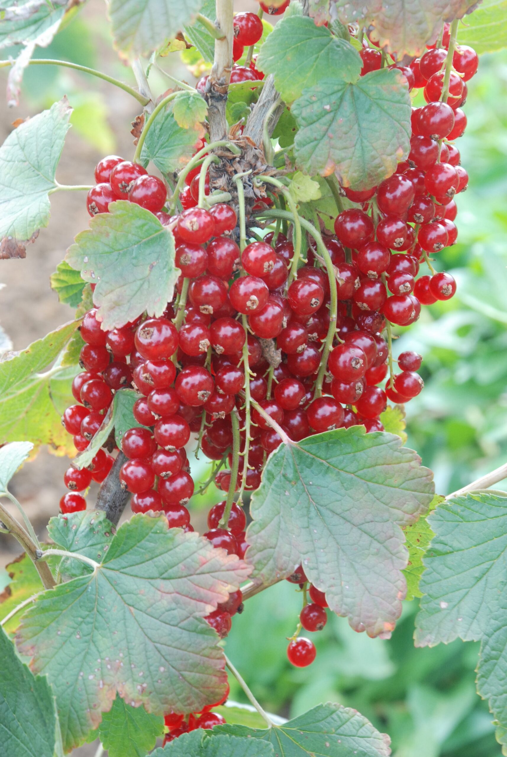 The taste of summer – Nags Hall Gardener