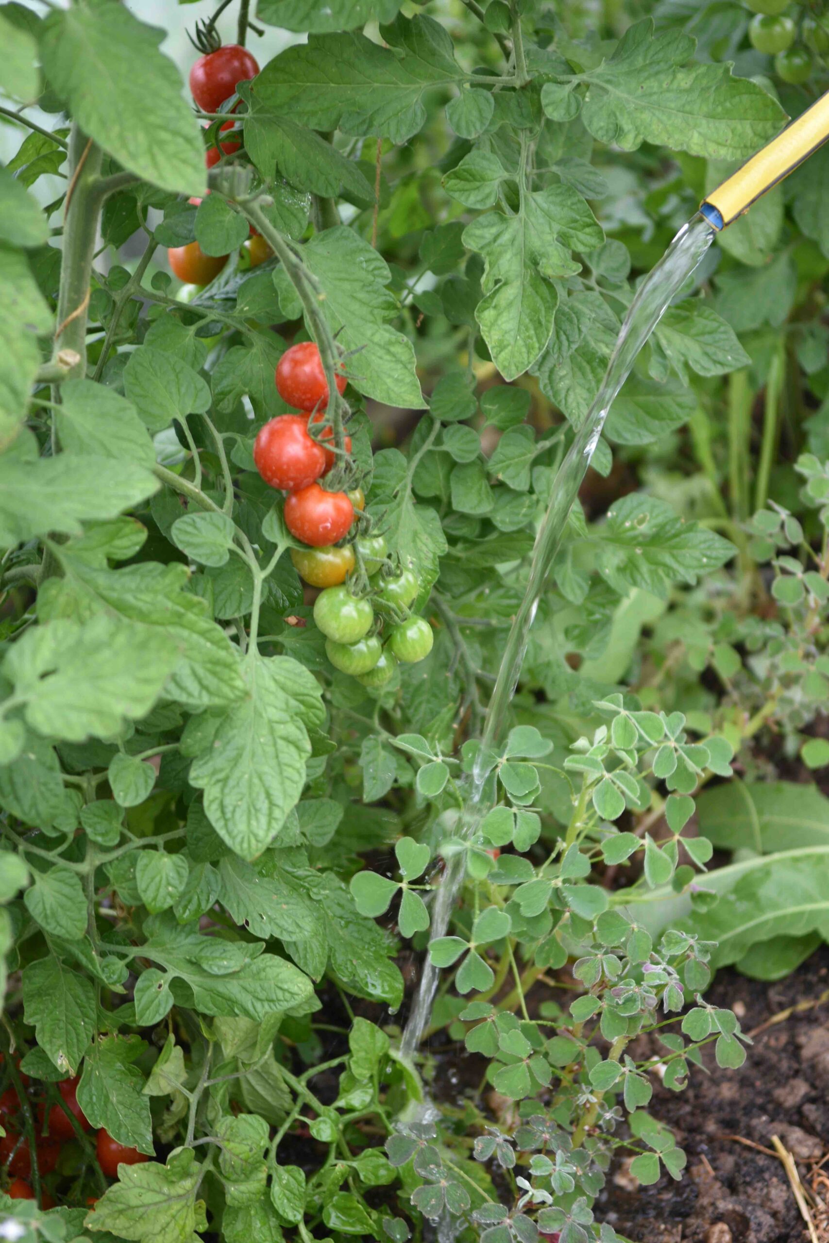 Timely tomato tips – Nags Hall Gardener