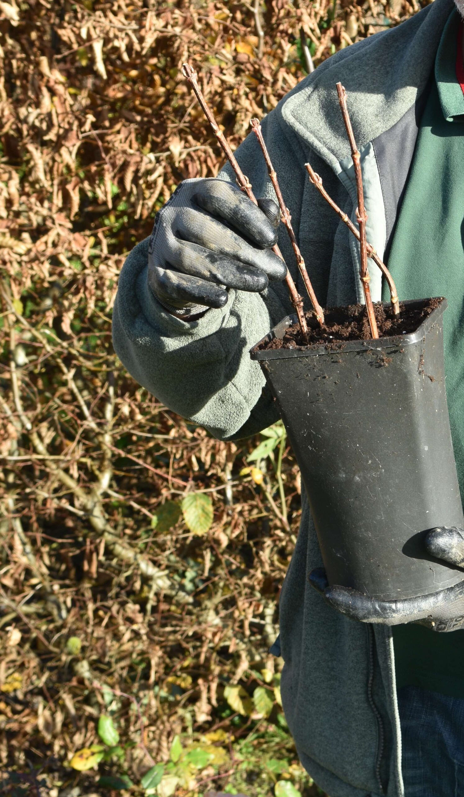 The easiest way to take cuttings – Nags Hall Gardener