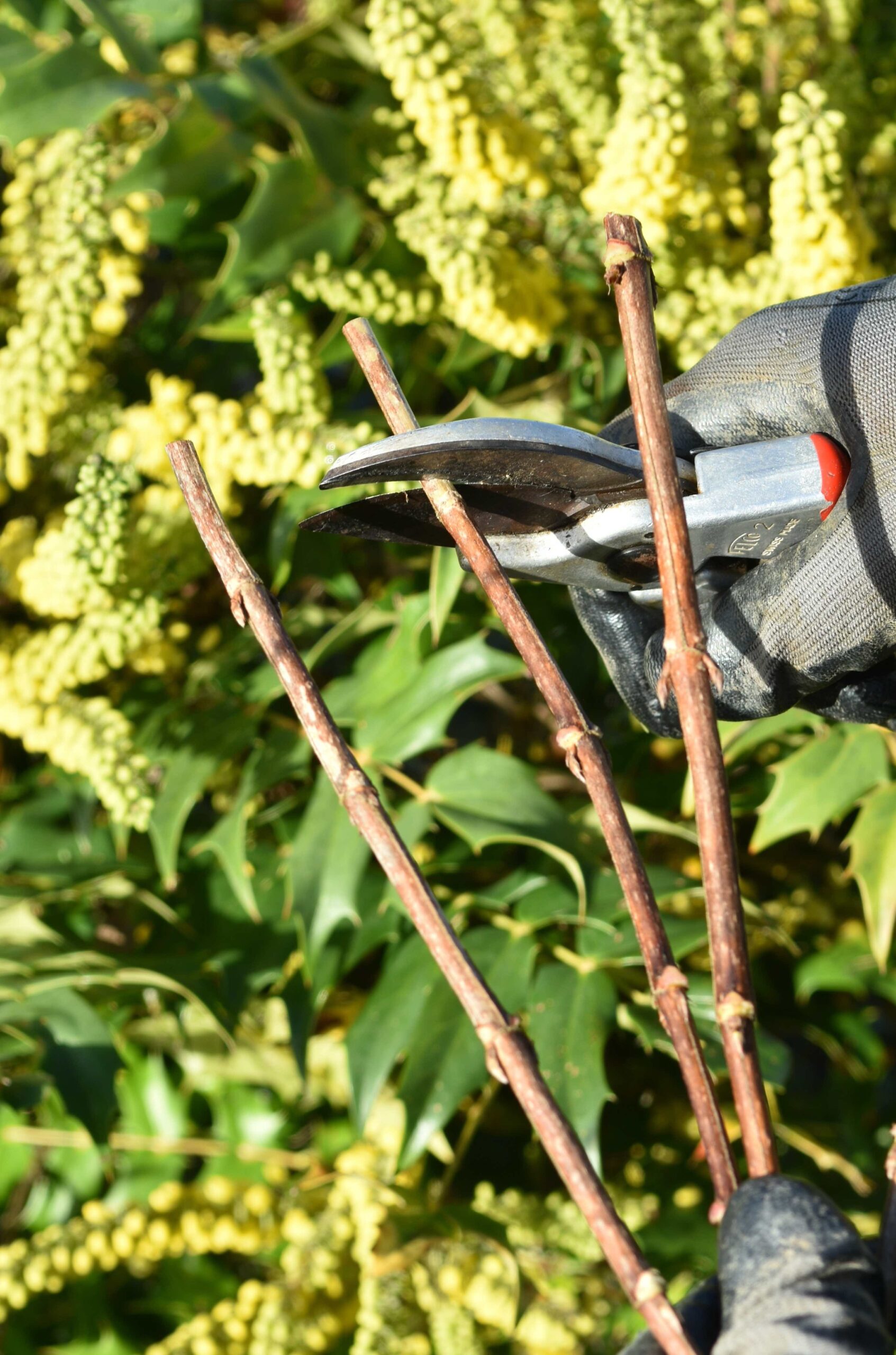 The easiest way to take cuttings – Nags Hall Gardener