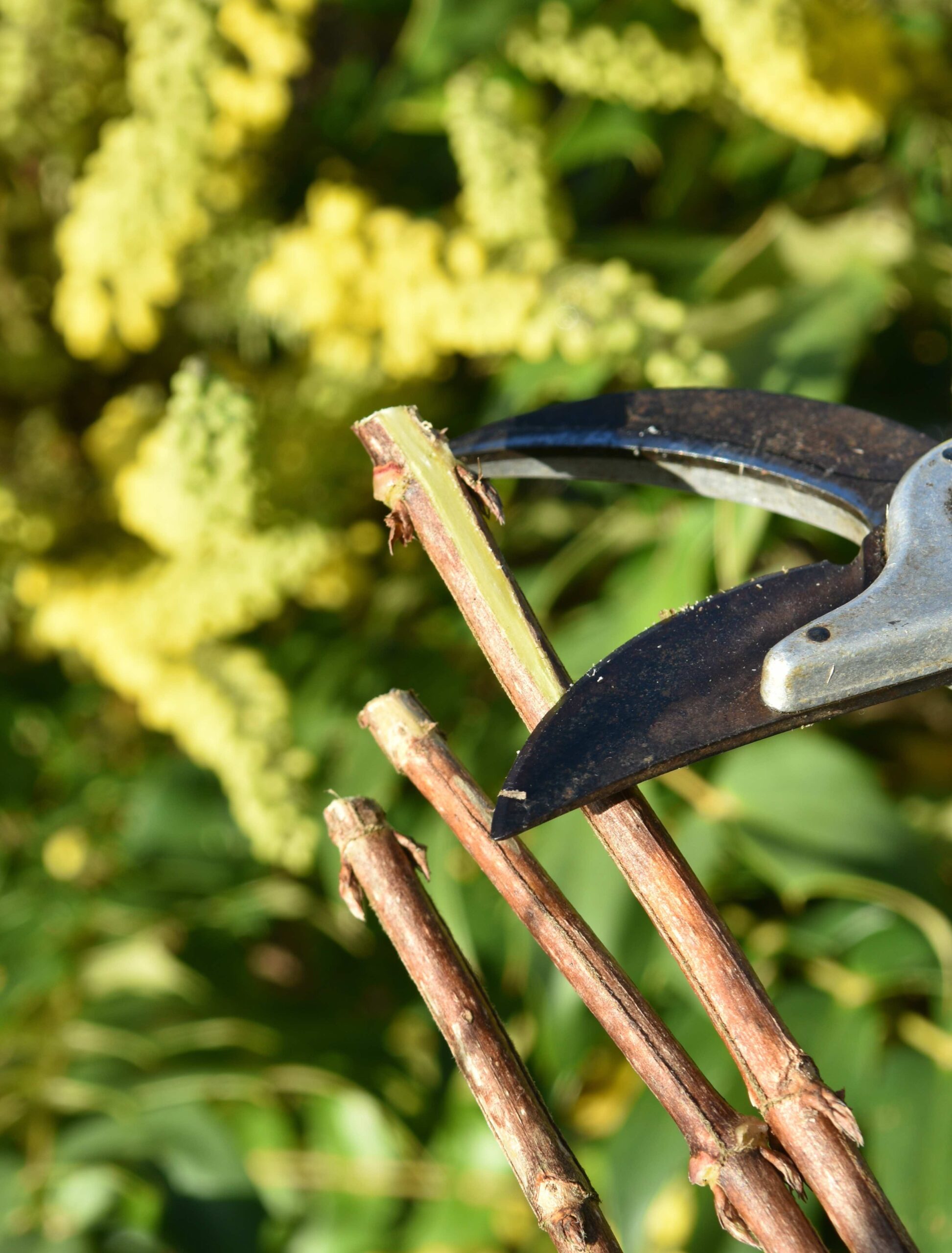 The easiest way to take cuttings – Nags Hall Gardener
