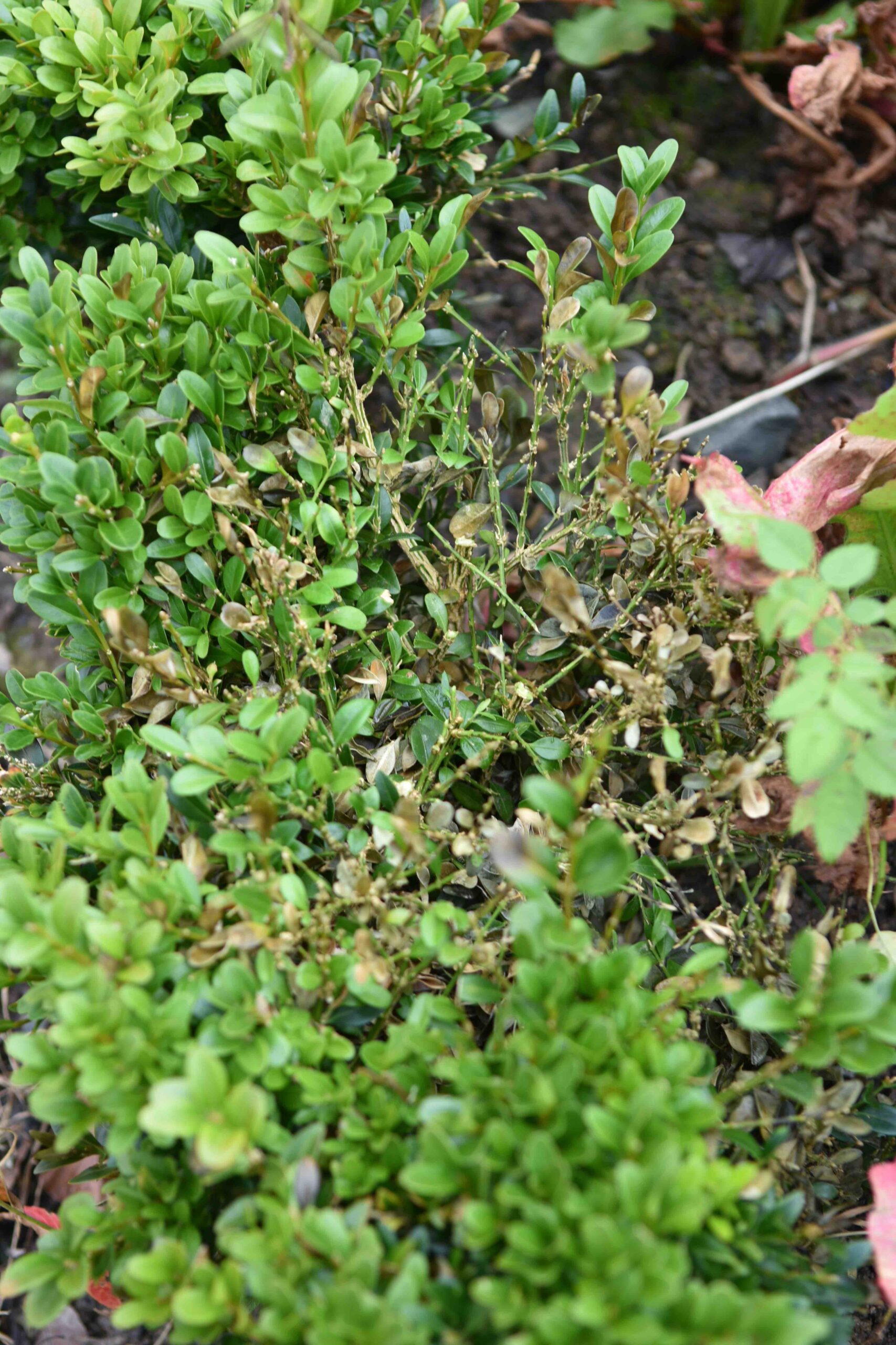 An alternative to box – Nags Hall Gardener