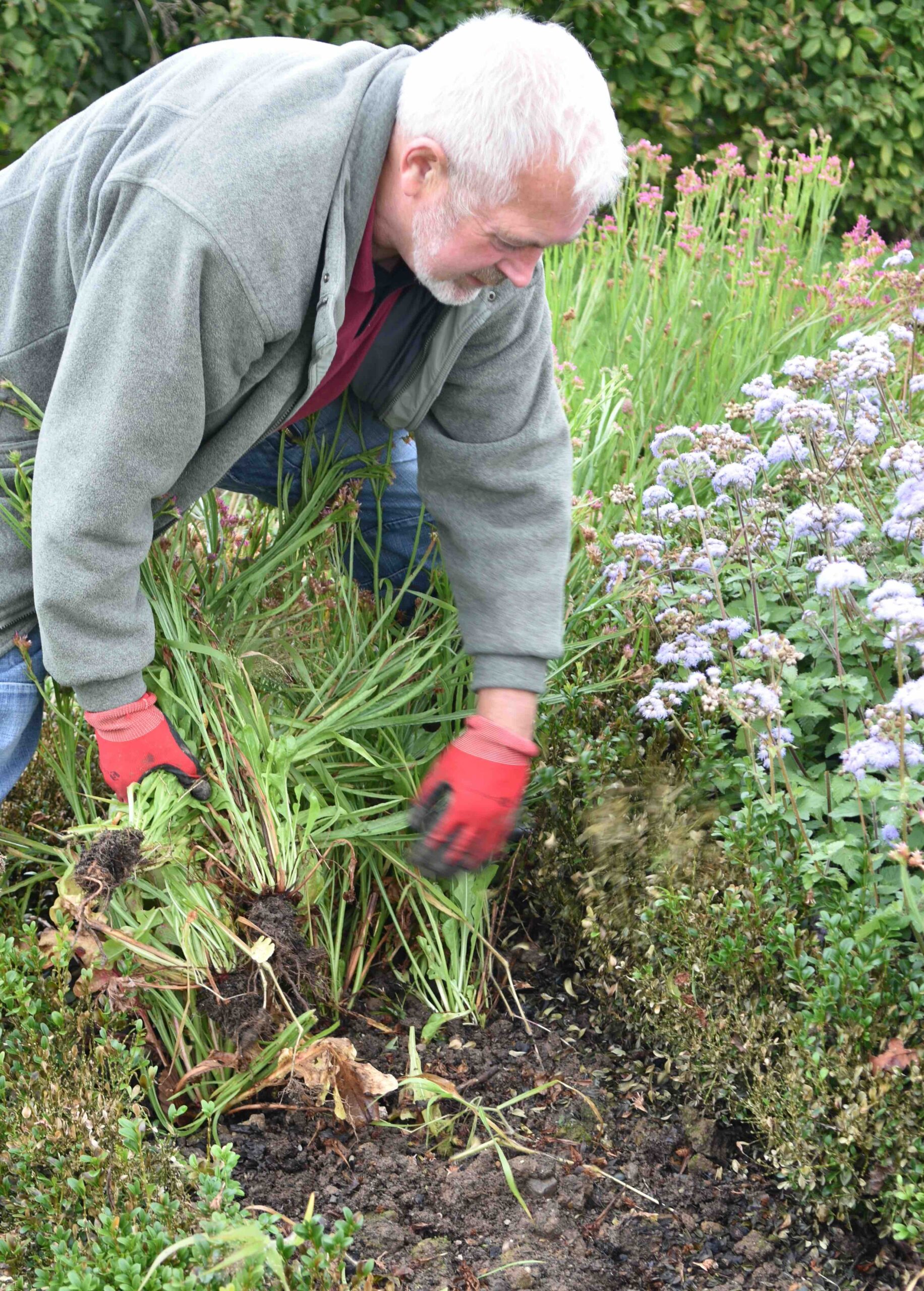 An alternative to box – Nags Hall Gardener