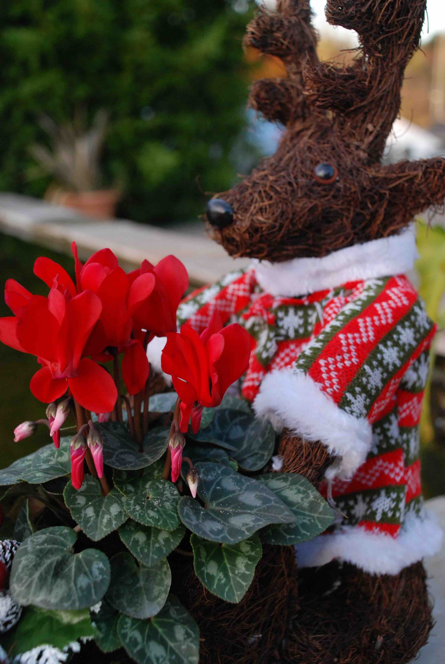 Pot plants for Christmas – Nags Hall Gardener